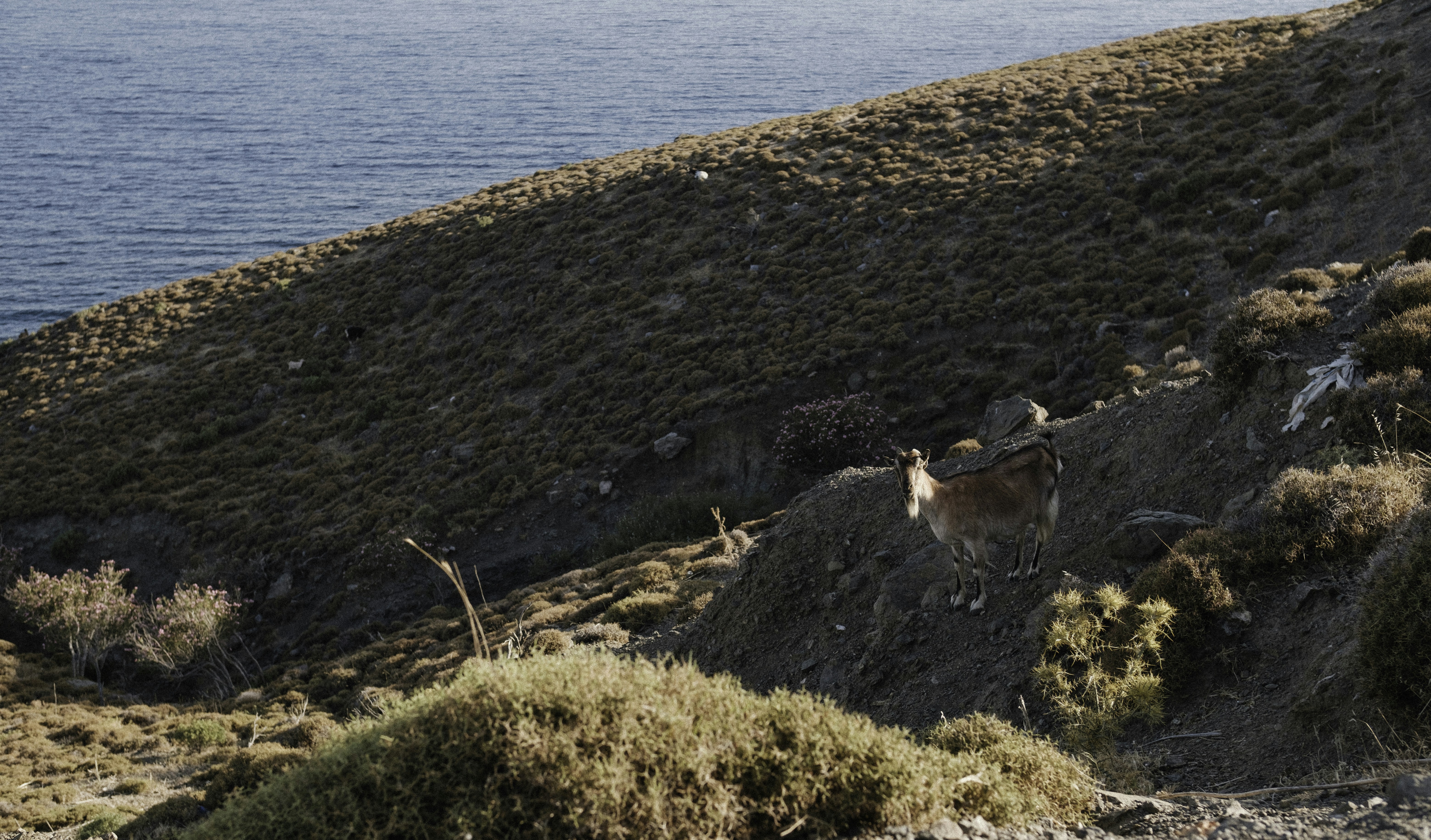 Coastal Cliff Sentinel: A lone goat on sunlit scrub above the blue shore