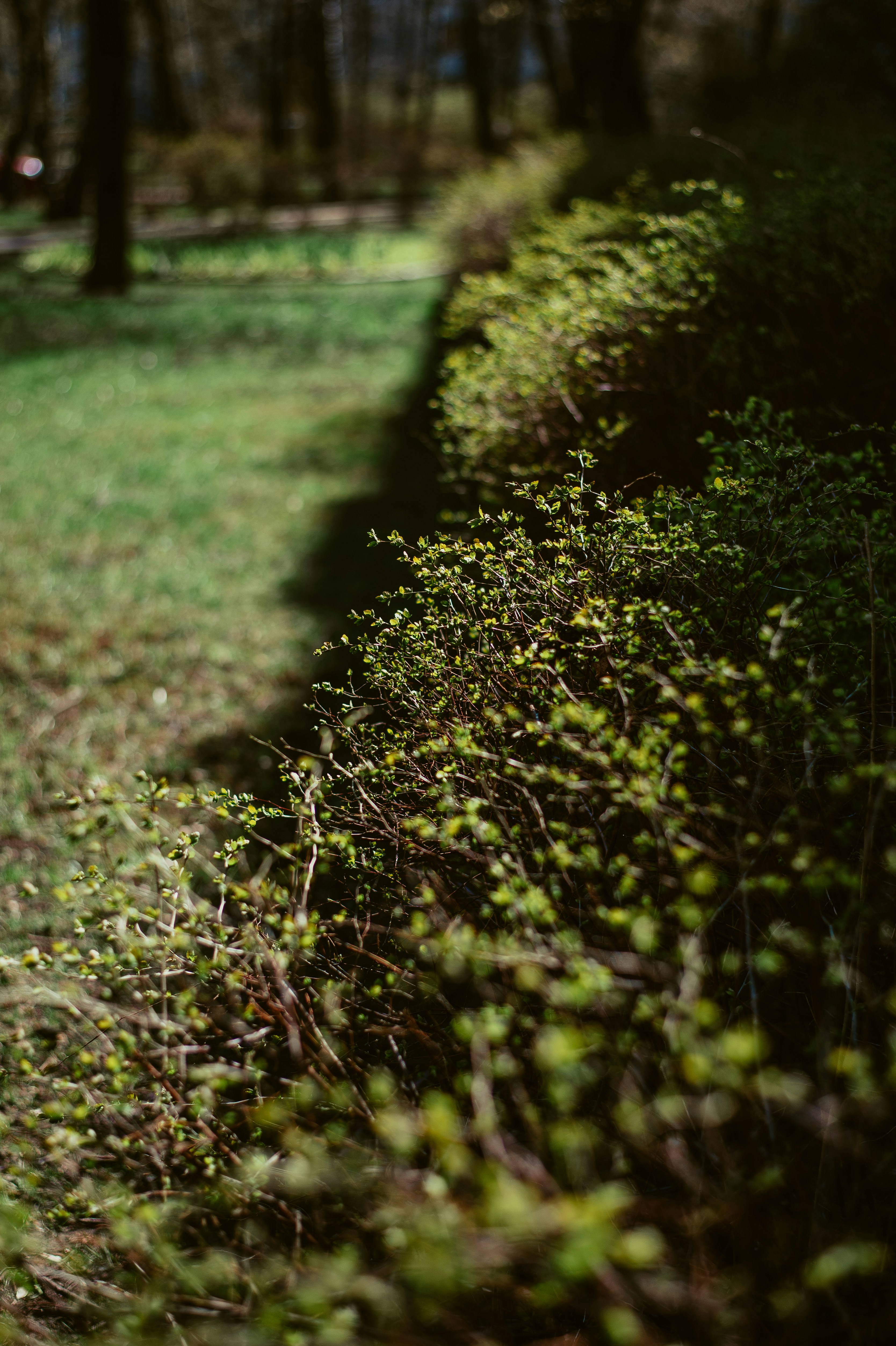 Emerald Edge in Sunlight: A Park Hedge with Gentle Bokeh