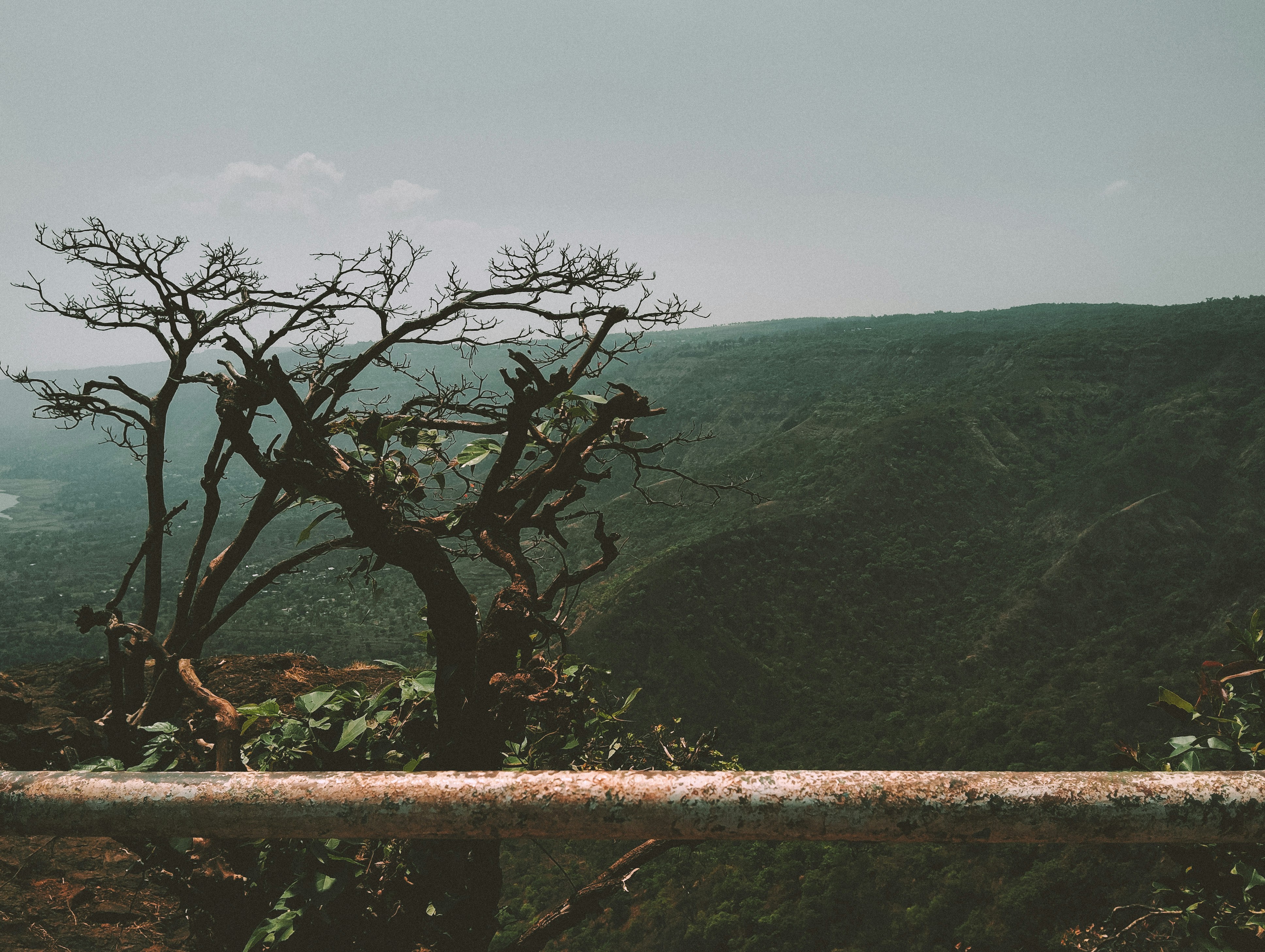 Weathered, leafless tree beside a rusted guardrail overlooks rolling green hills and distant ridges.
