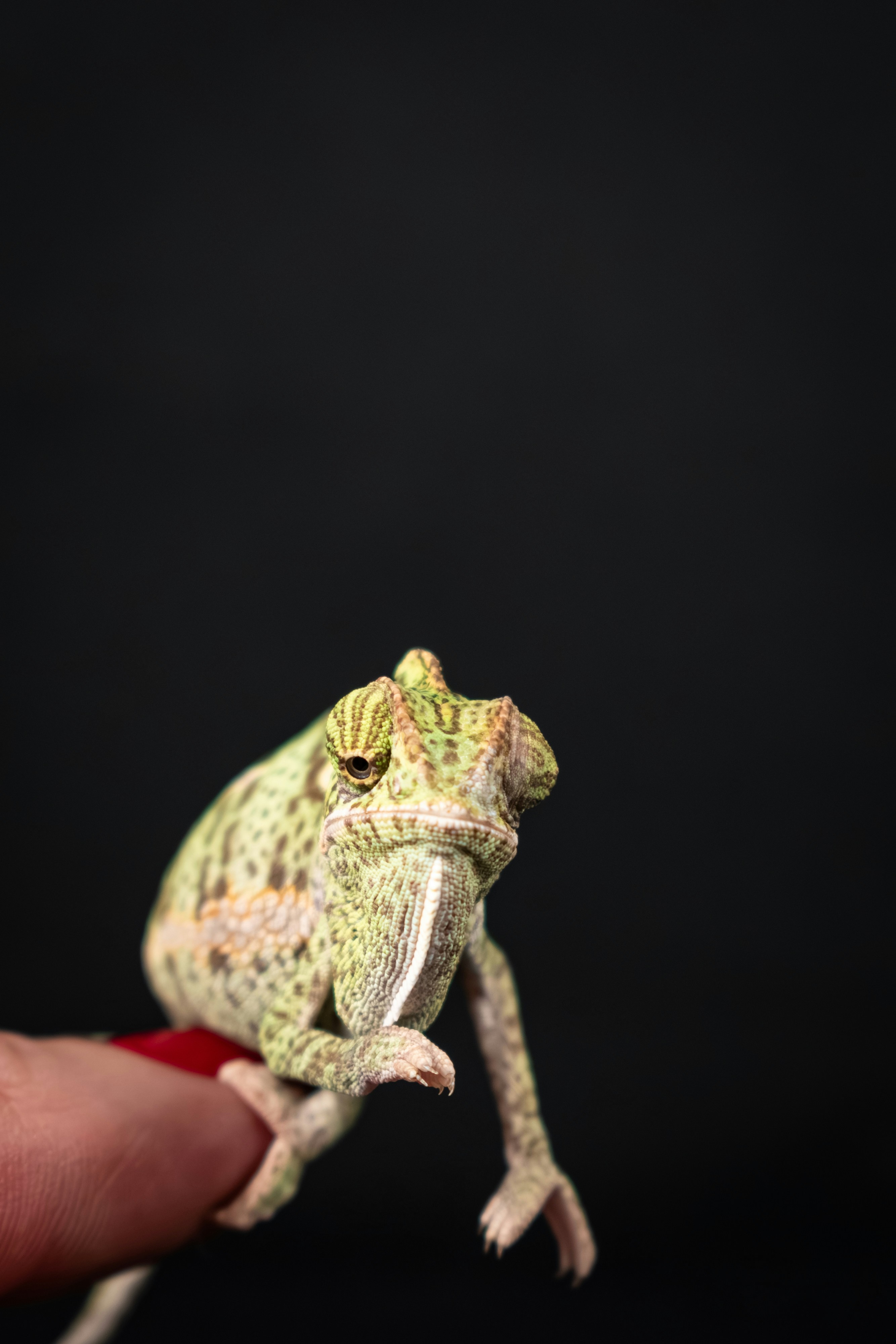 Emerald Gaze: a tiny chameleon clinging to a fingertip against a midnight backdrop