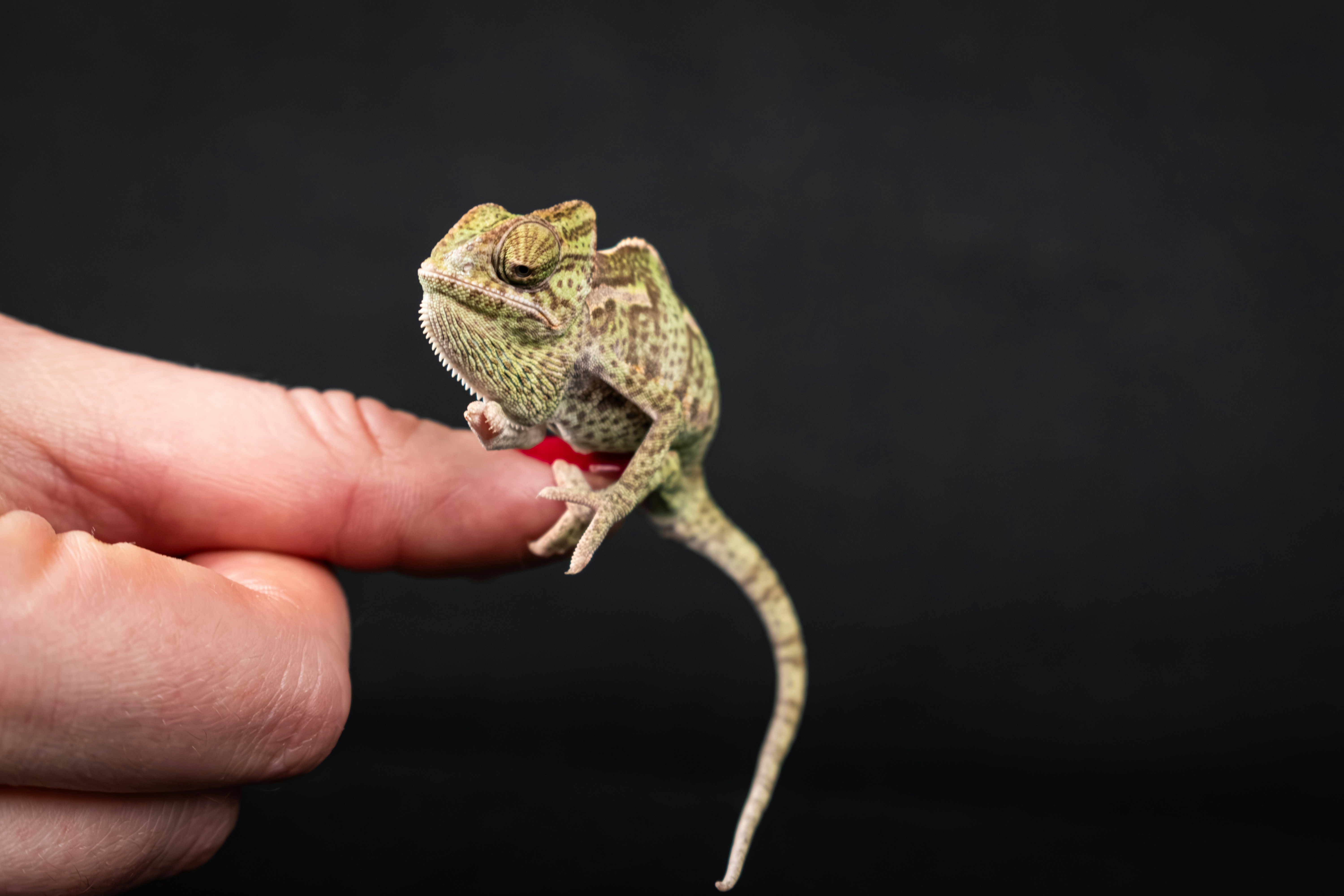 Fingertip Perch: a tiny chameleon against a matte black backdrop