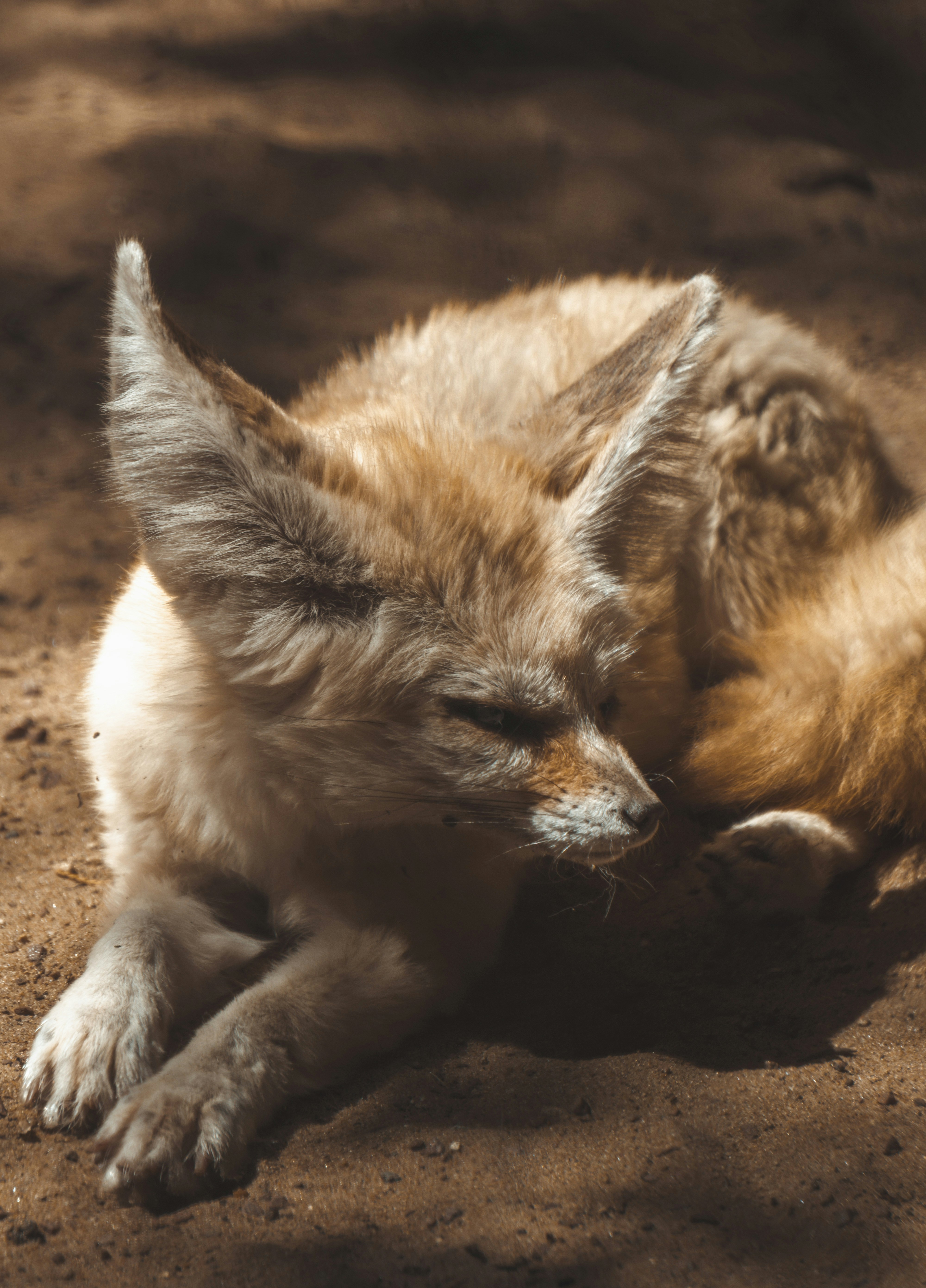 Desert Foxnap: A Sleeping Fennec in Warm Light