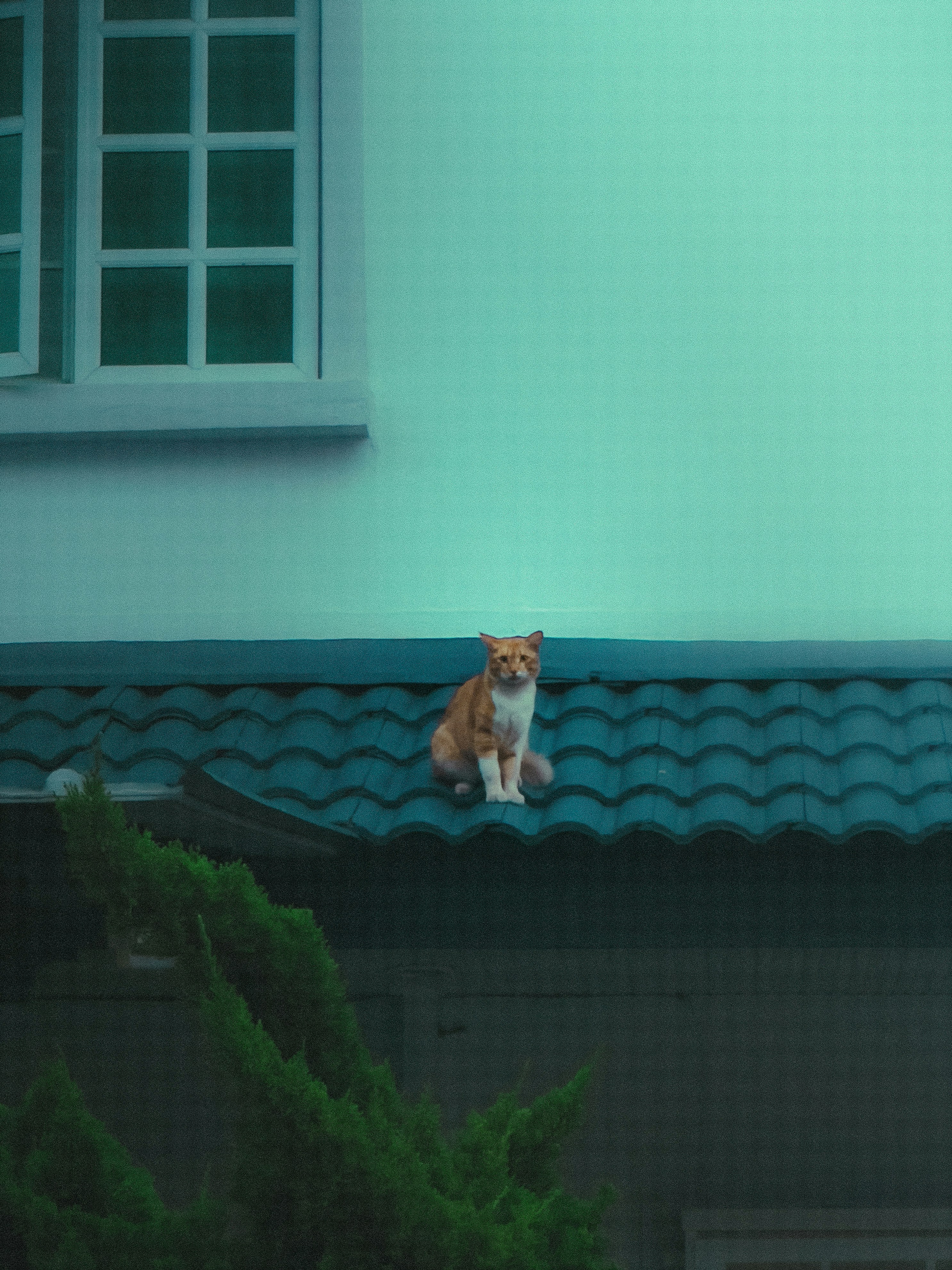 Whiskered Sentinel on a Turquoise Tile Roof