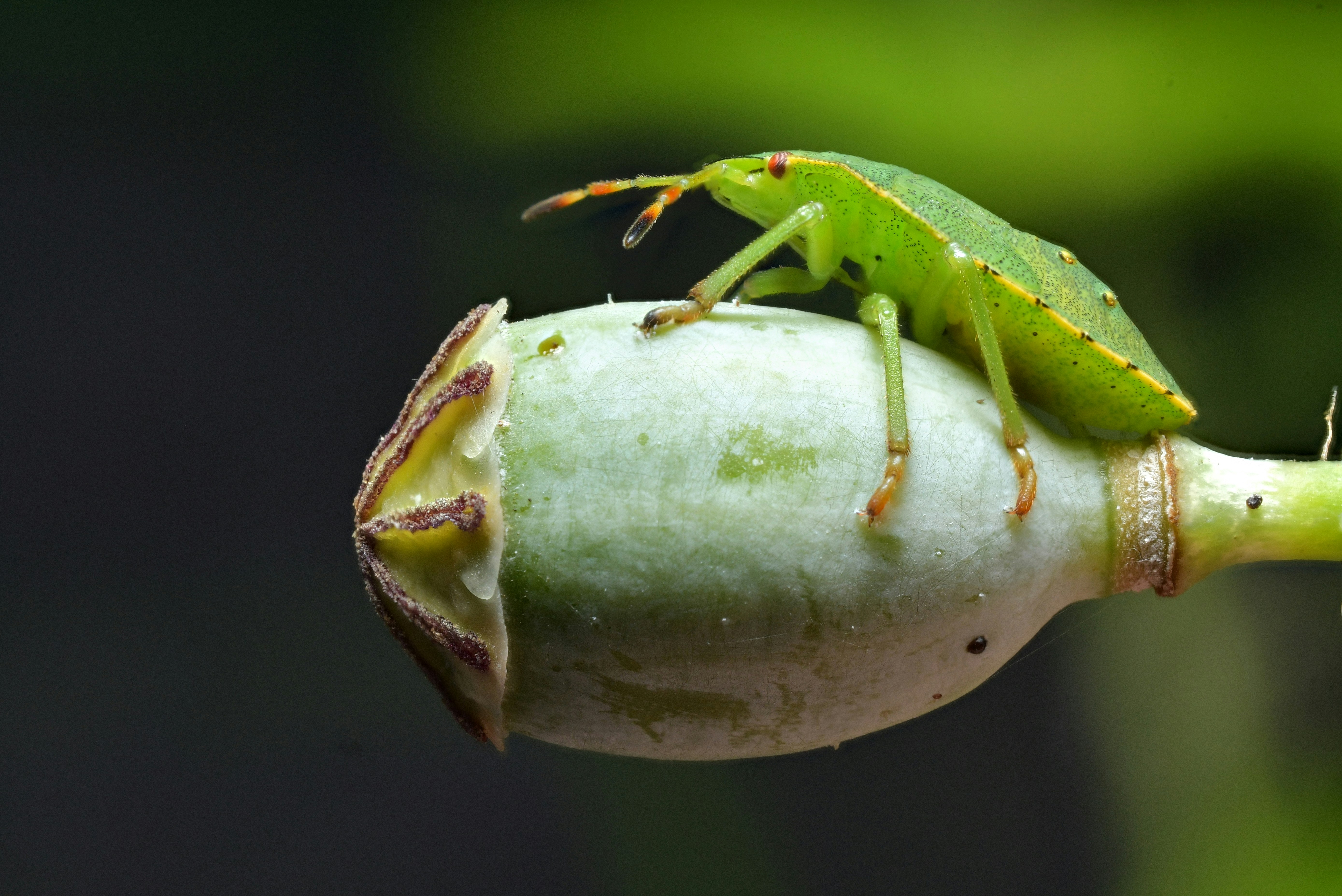 The green shield bug (Palomena prasina) is a bright green, shield-shaped insect found in Europe. It feeds on plant sap and can emit a strong odor when disturbed. While usually harmless, large numbers can damage plants.