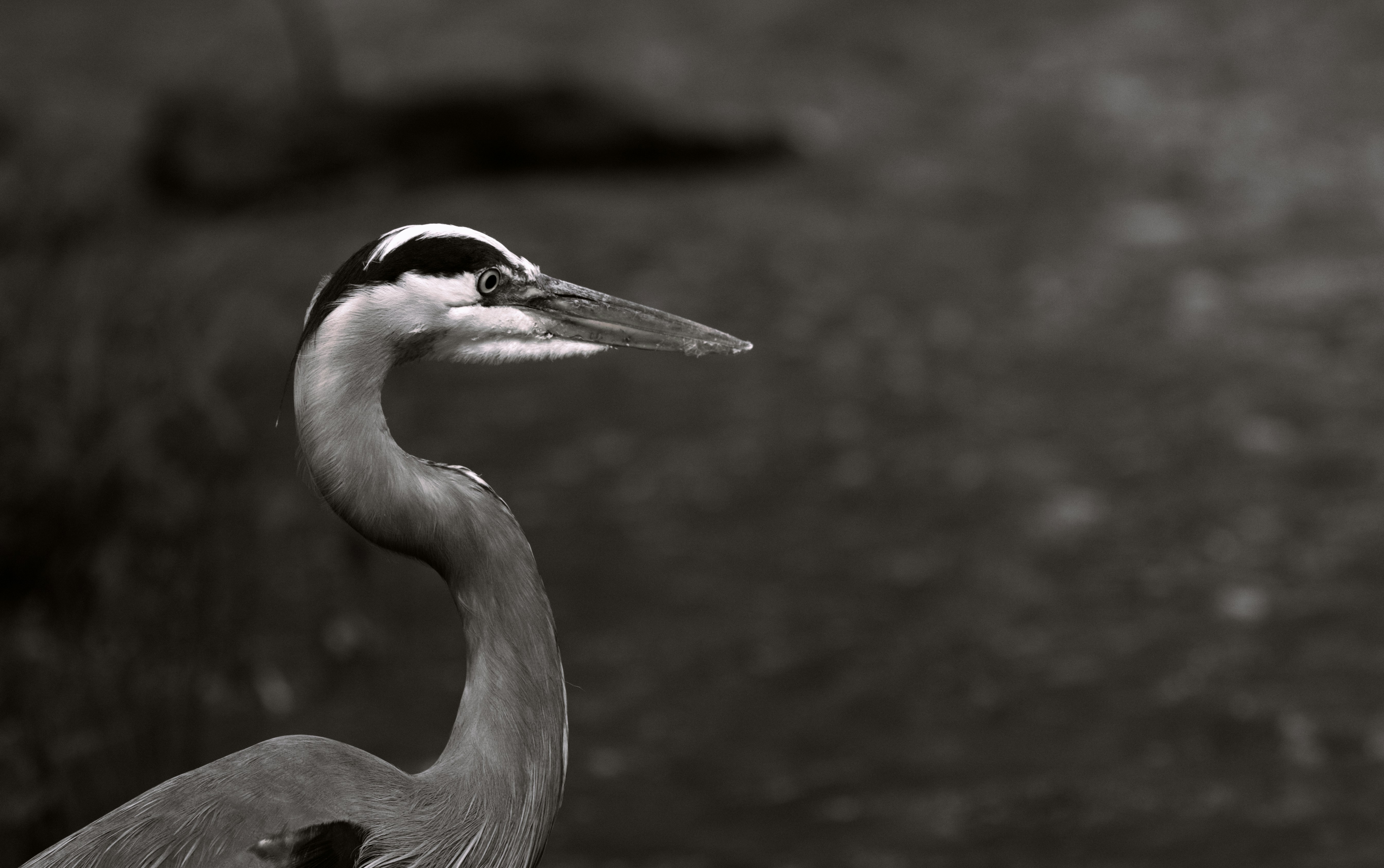 Heron in Focus: a Quiet Portrait of a Wary Beak