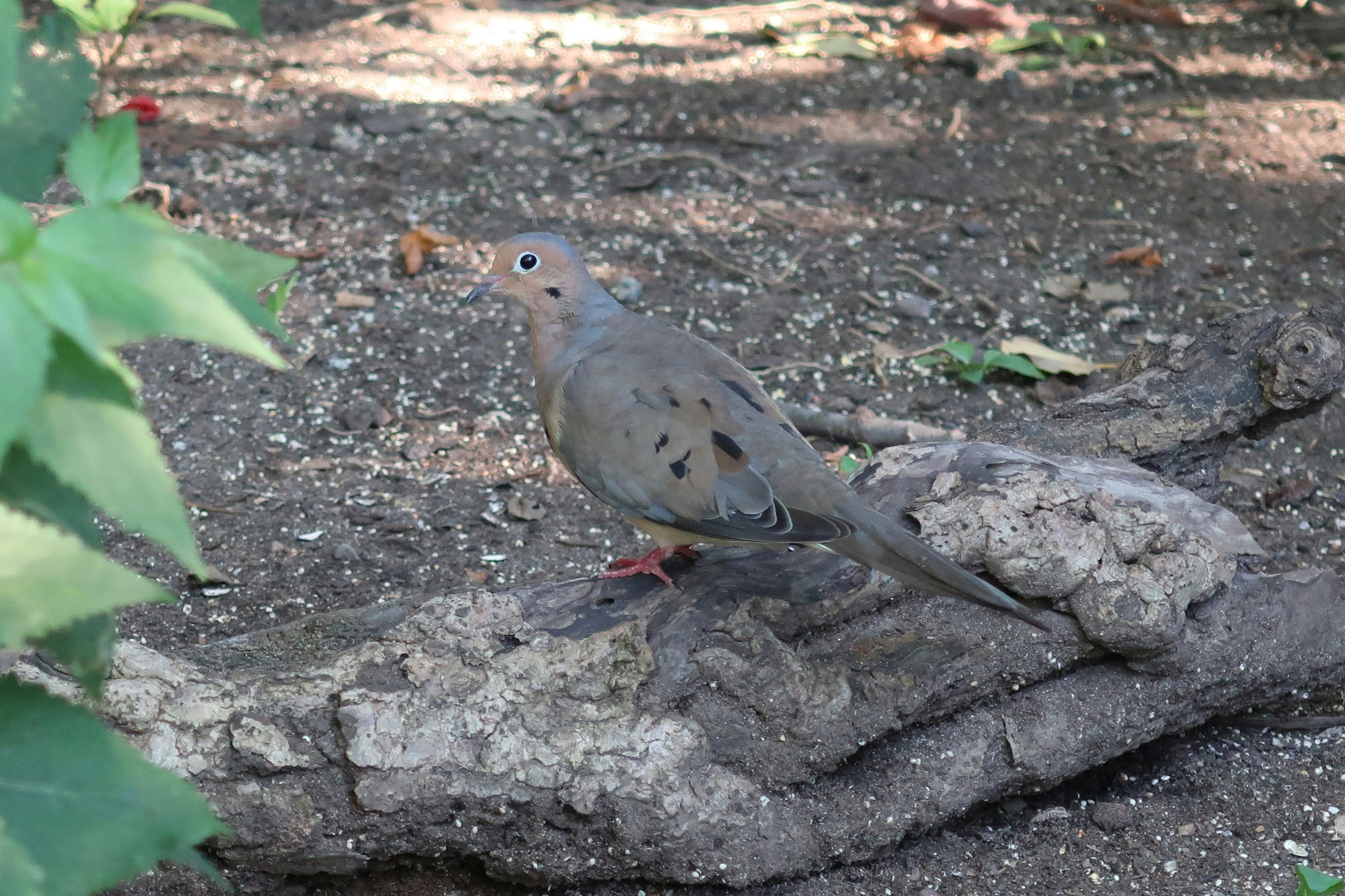 Sample photo from Canon PowerShot G7 X Mark II