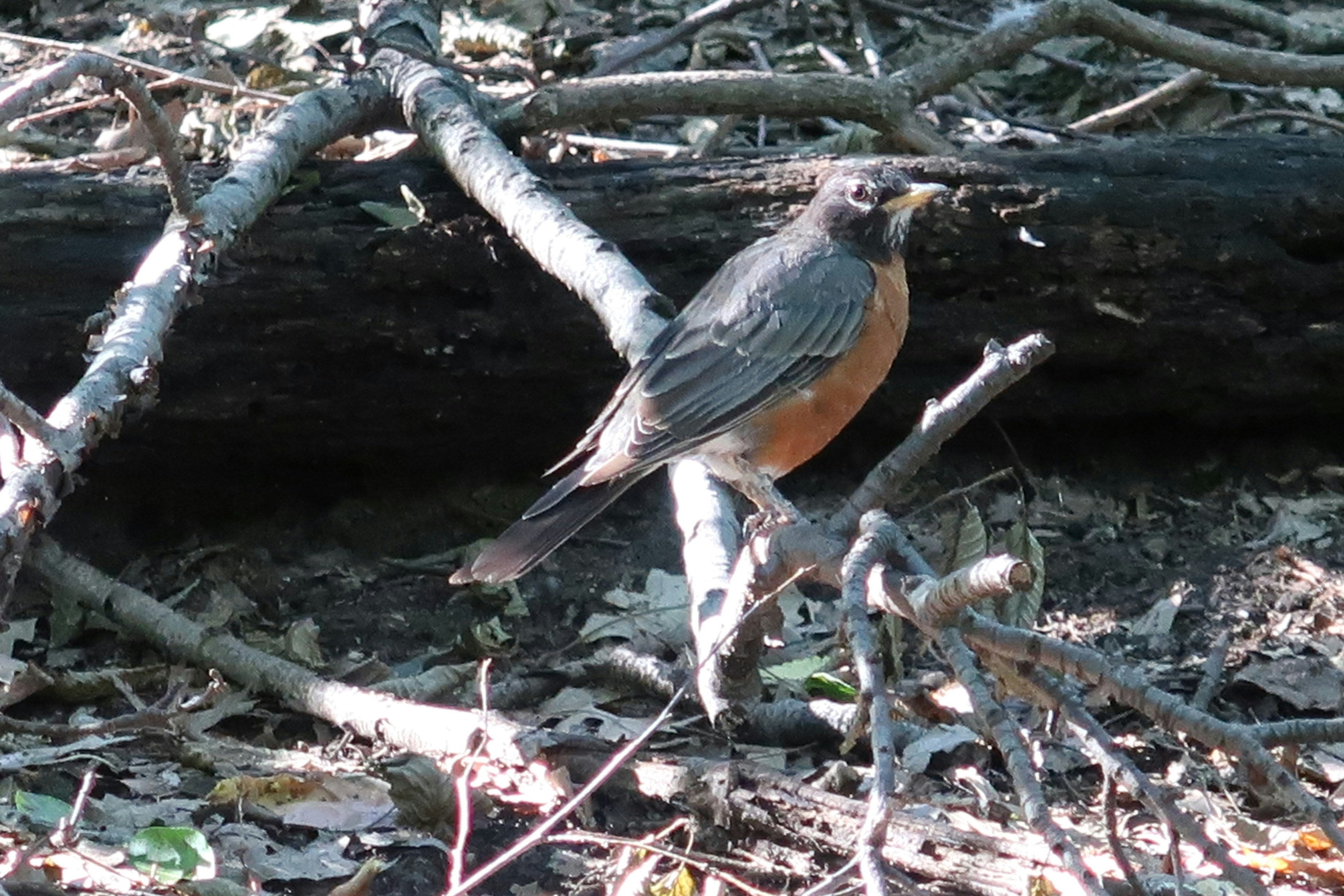 American Robin perches on a branch amid a tangle of fallen limbs and leaf litter.