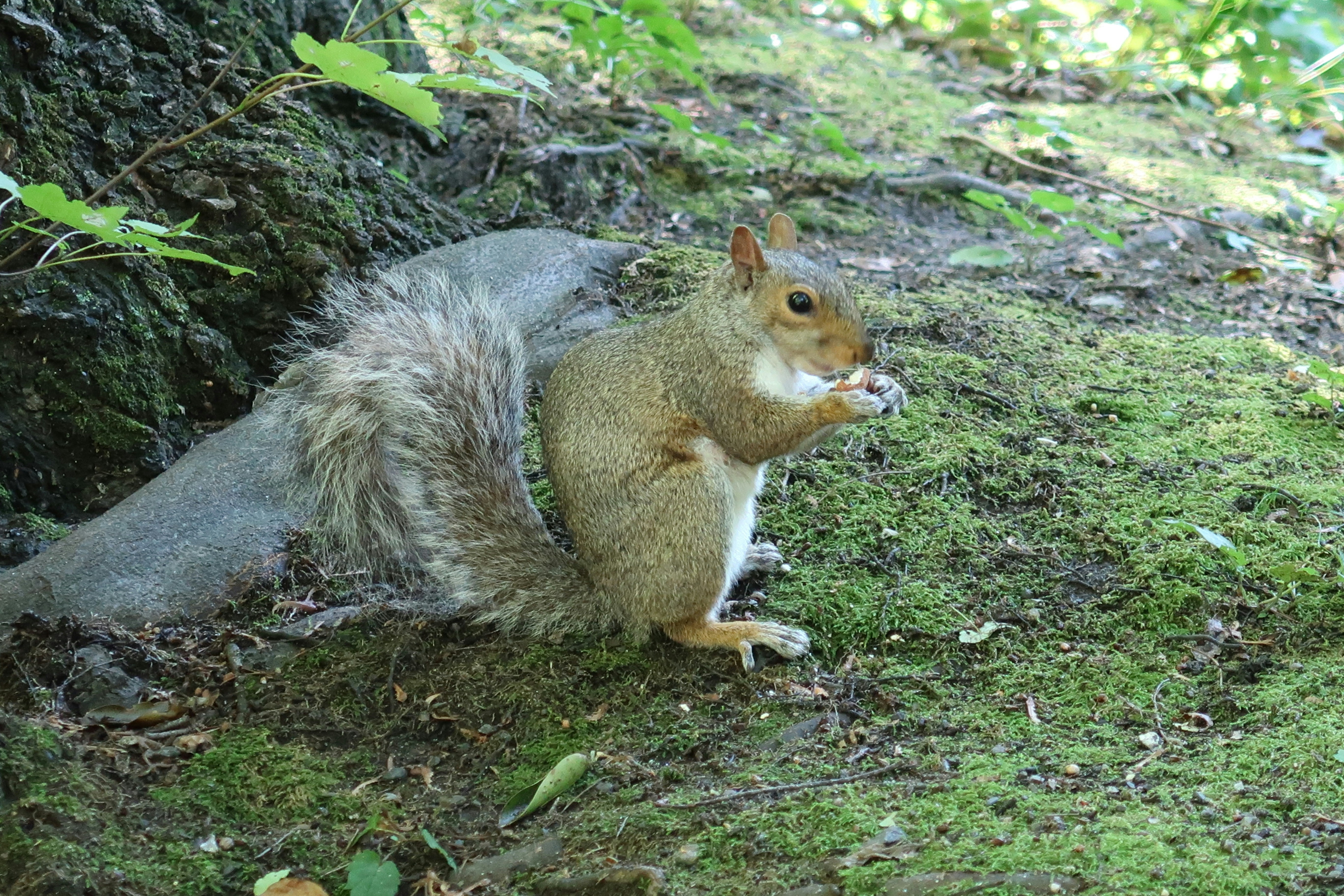 Gray squirrel on a moss-covered ground beside a rock, nibbling a seed.
