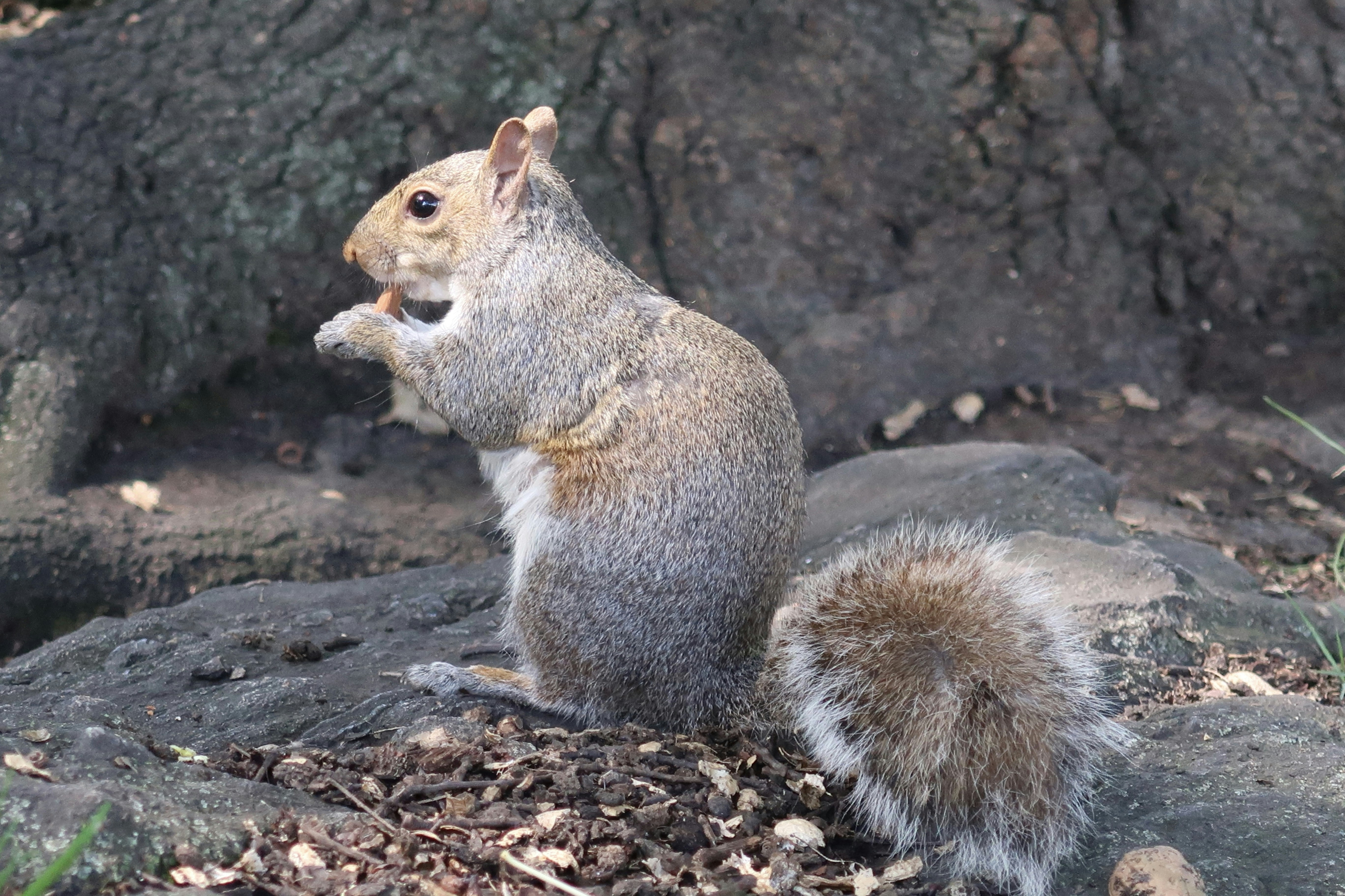 A gray squirrel sits on rocky ground, nibbling an acorn with its tail curled nearby.