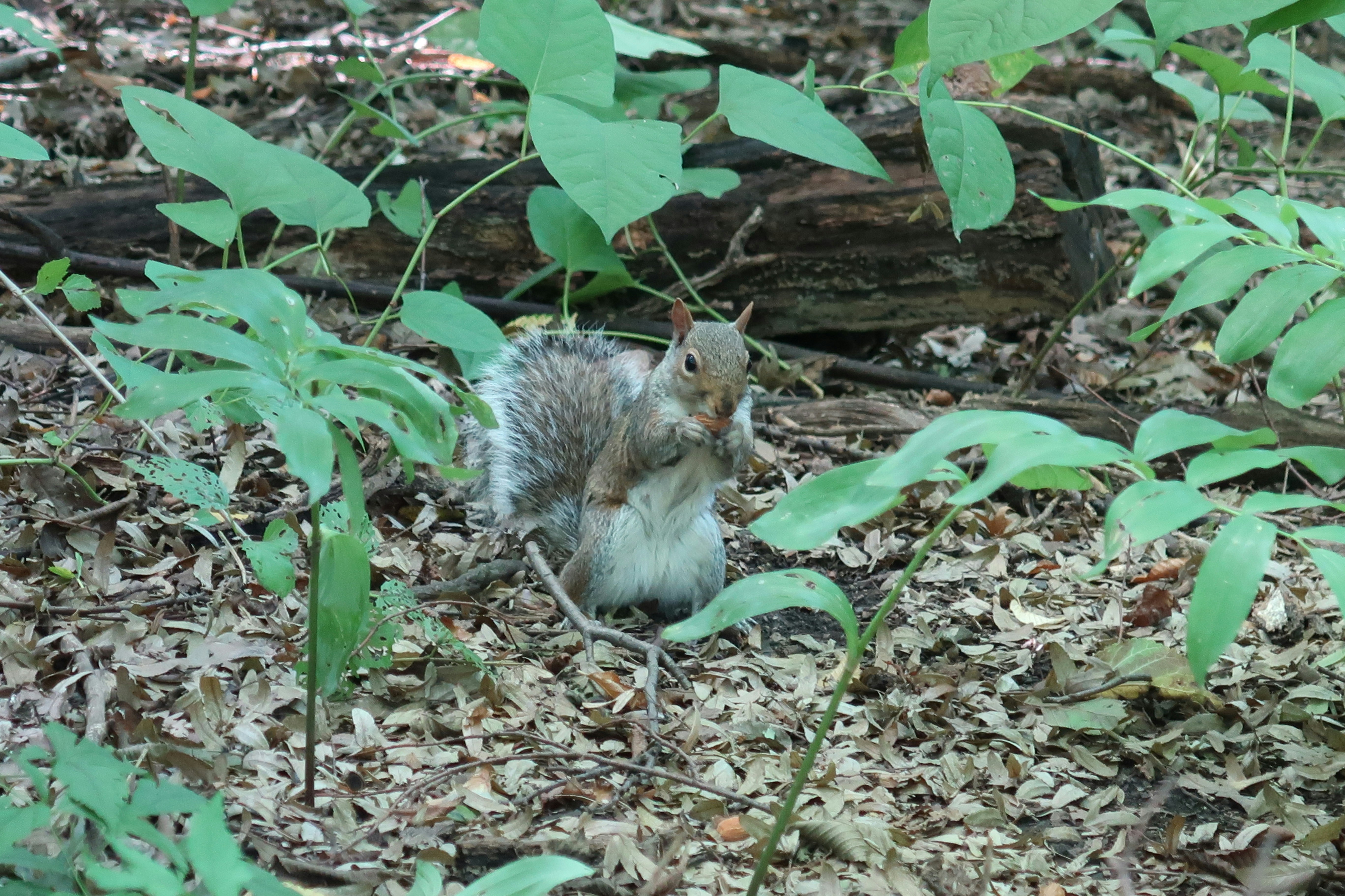 Squirrel in Central Park NYC