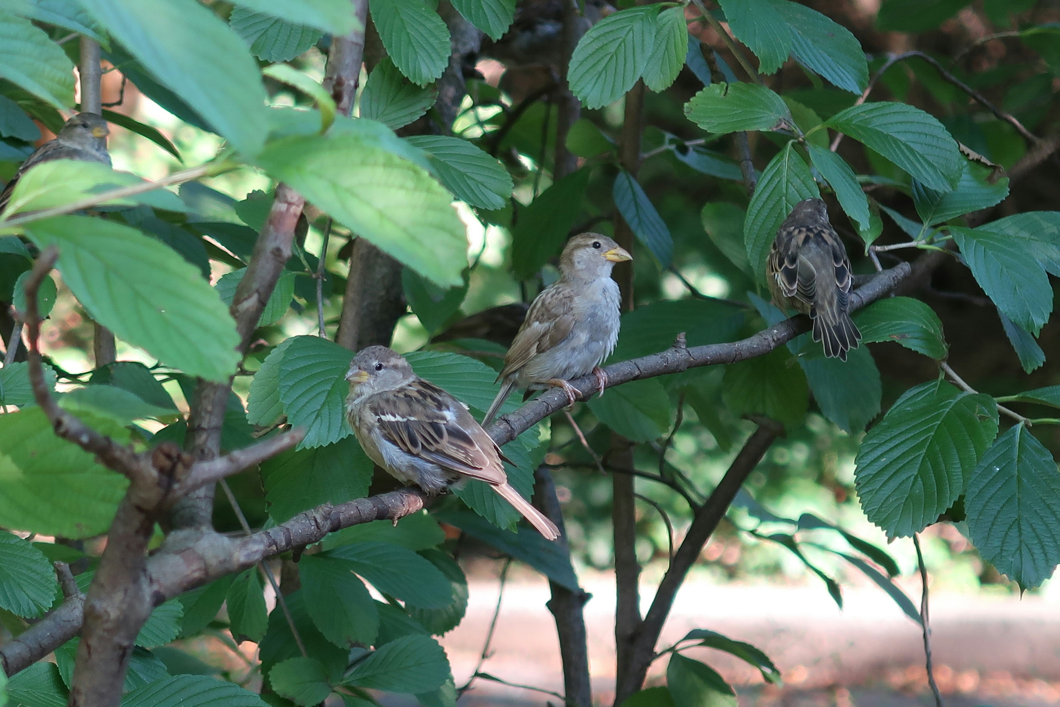 Birds in Central Park NYC