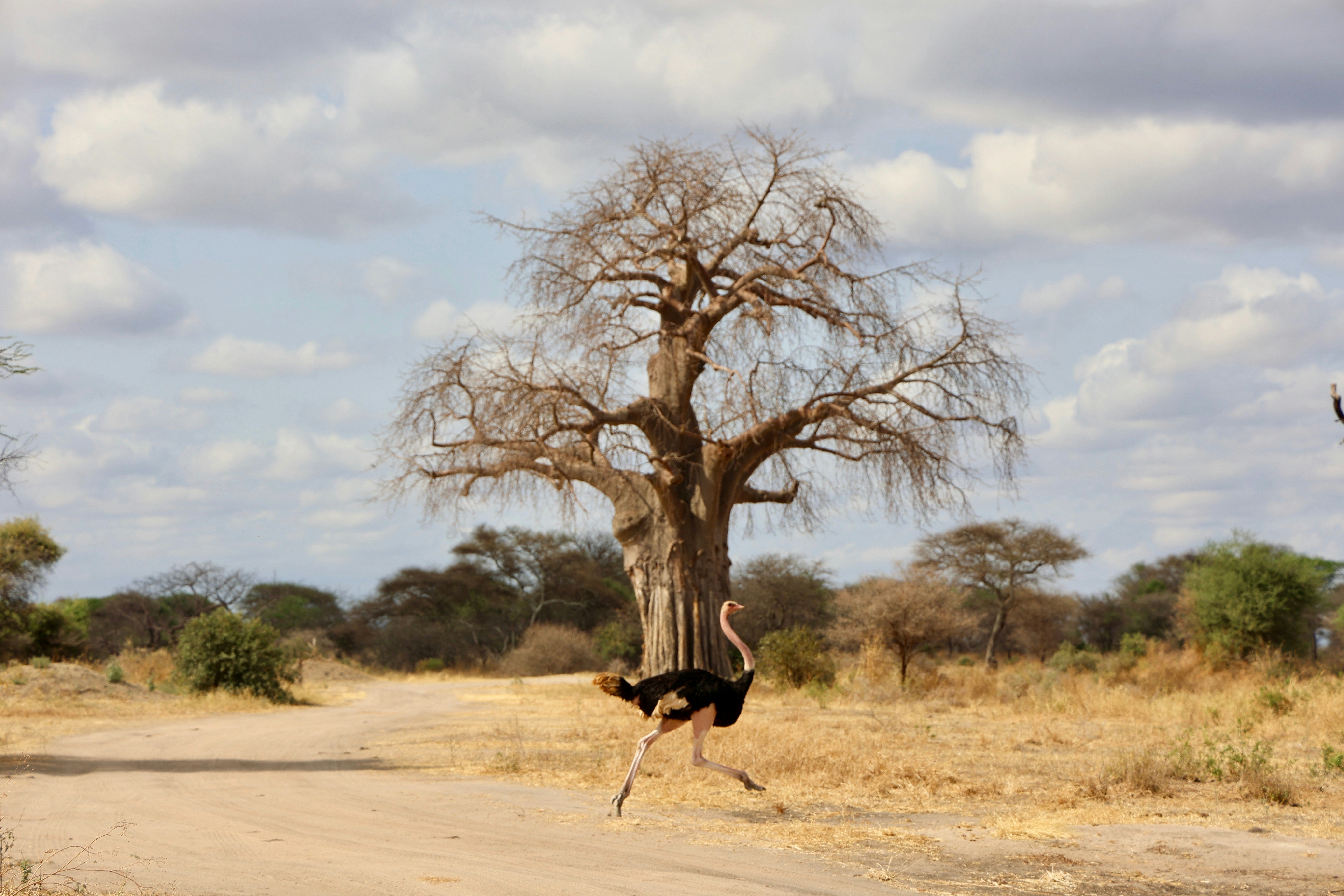 An ostrich running across a dirt road in front of a tree photo – Free ...
