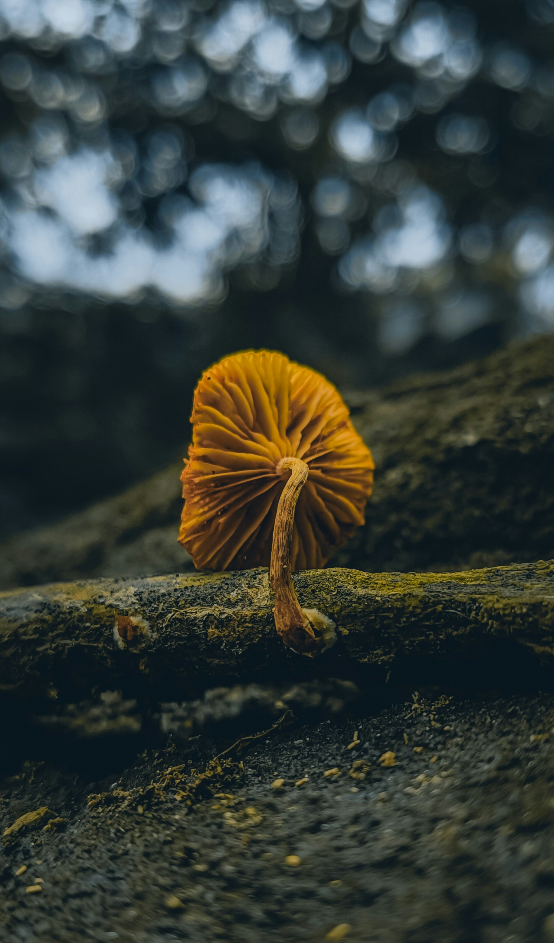 Single Orange Gilled Fungus Crowned by Quiet Forest Light