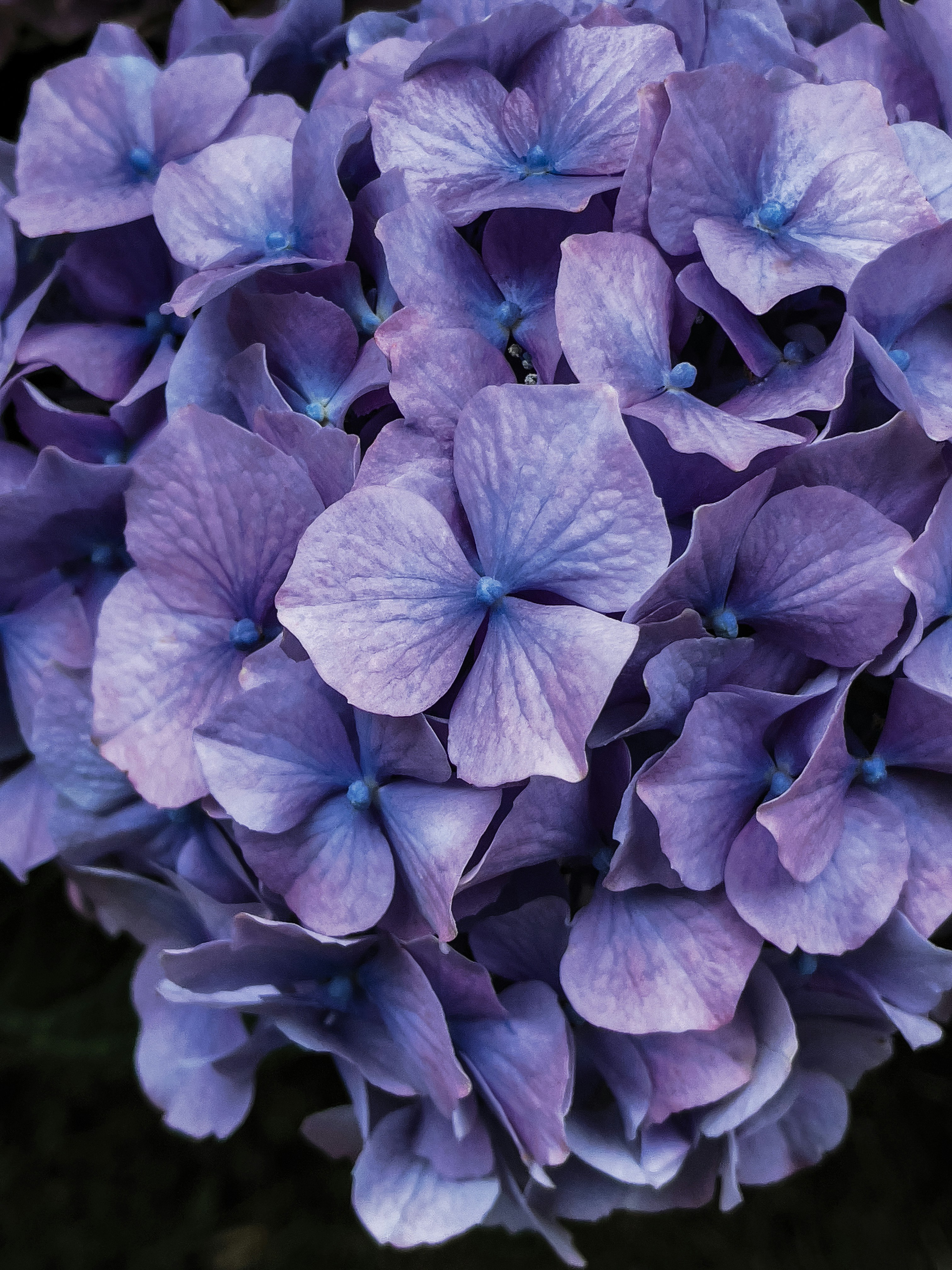 Deep Purple Pictures | Download Free Images on Unsplash