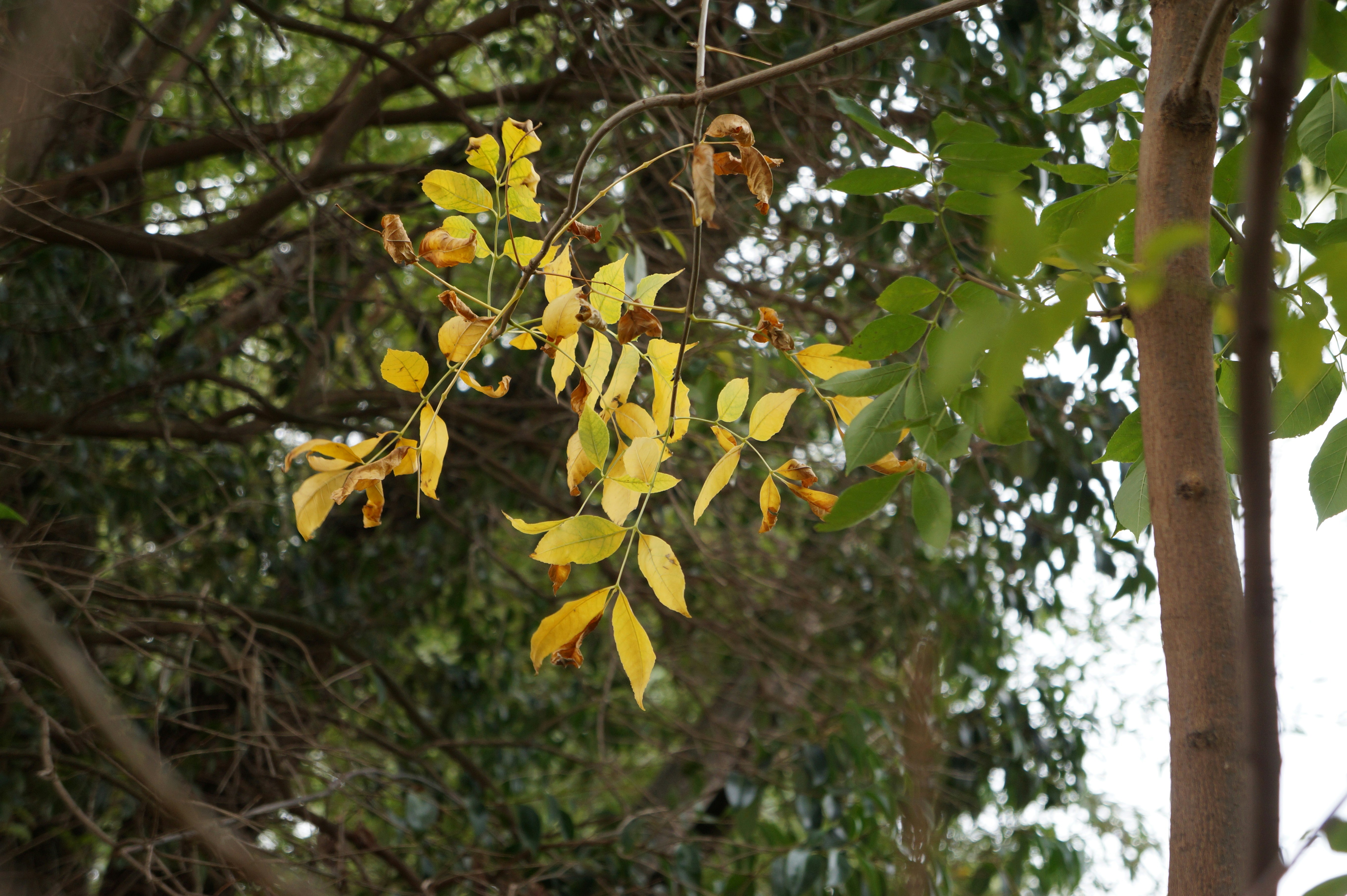 Golden Leaf Cluster on a Quiet Branch in a Dappled Forest