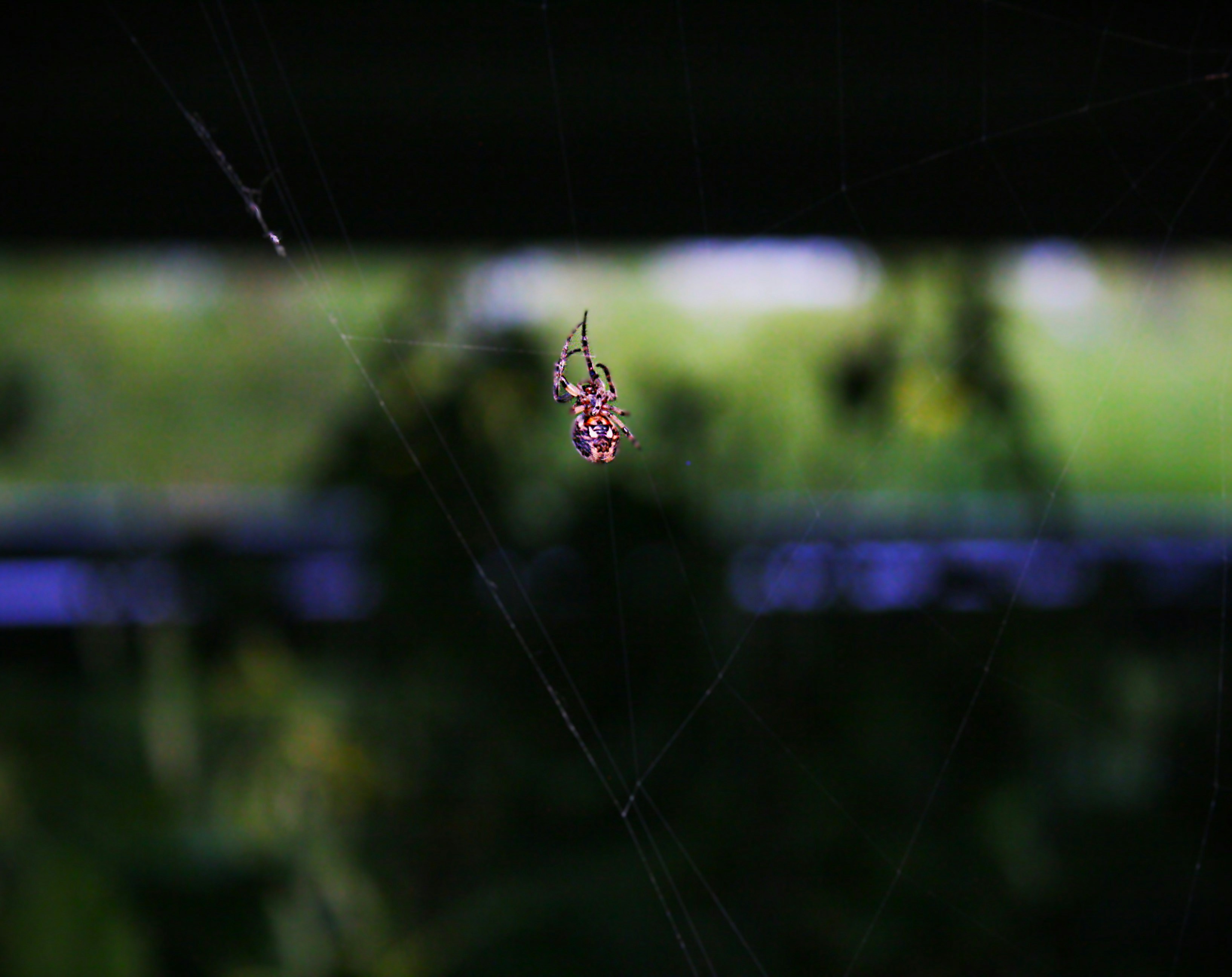Orb-Weaver in the Veil: a lone spider suspended in a glimmering web