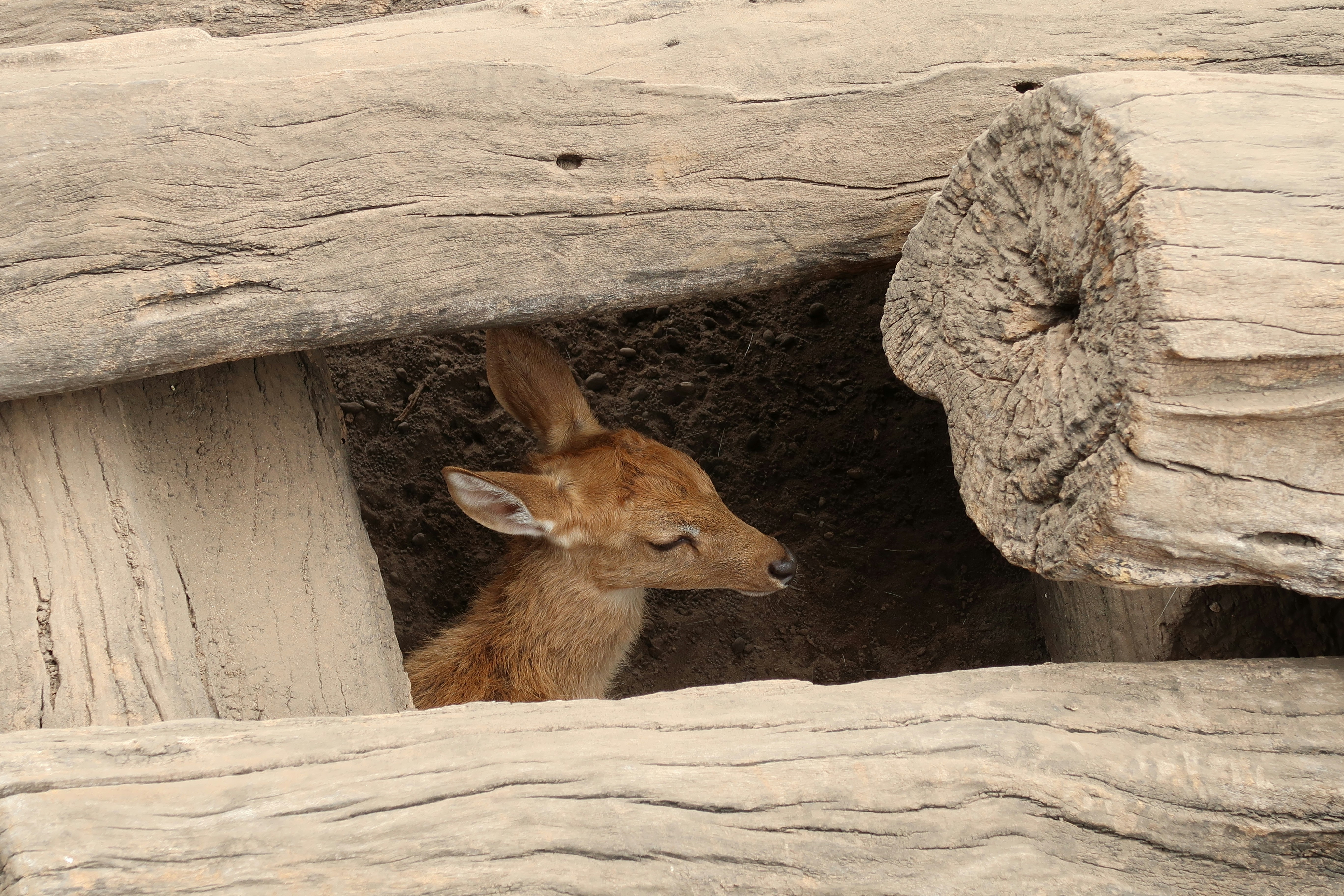 Glimpse Through Weathered Timber: A Fawn Peeks From the Log Shelter