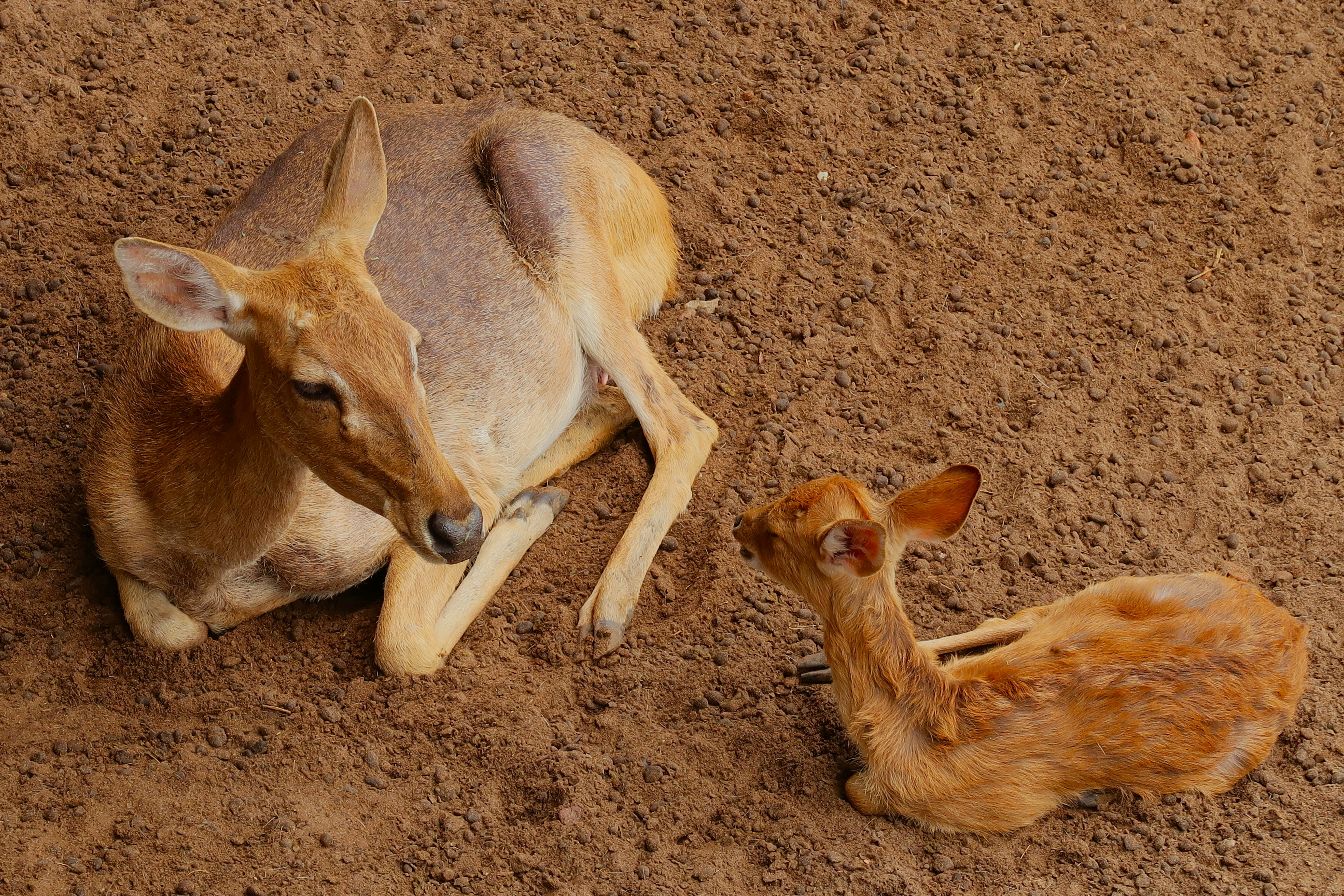 A baby deer laying on the ground next to an adult deer photo – Free ...