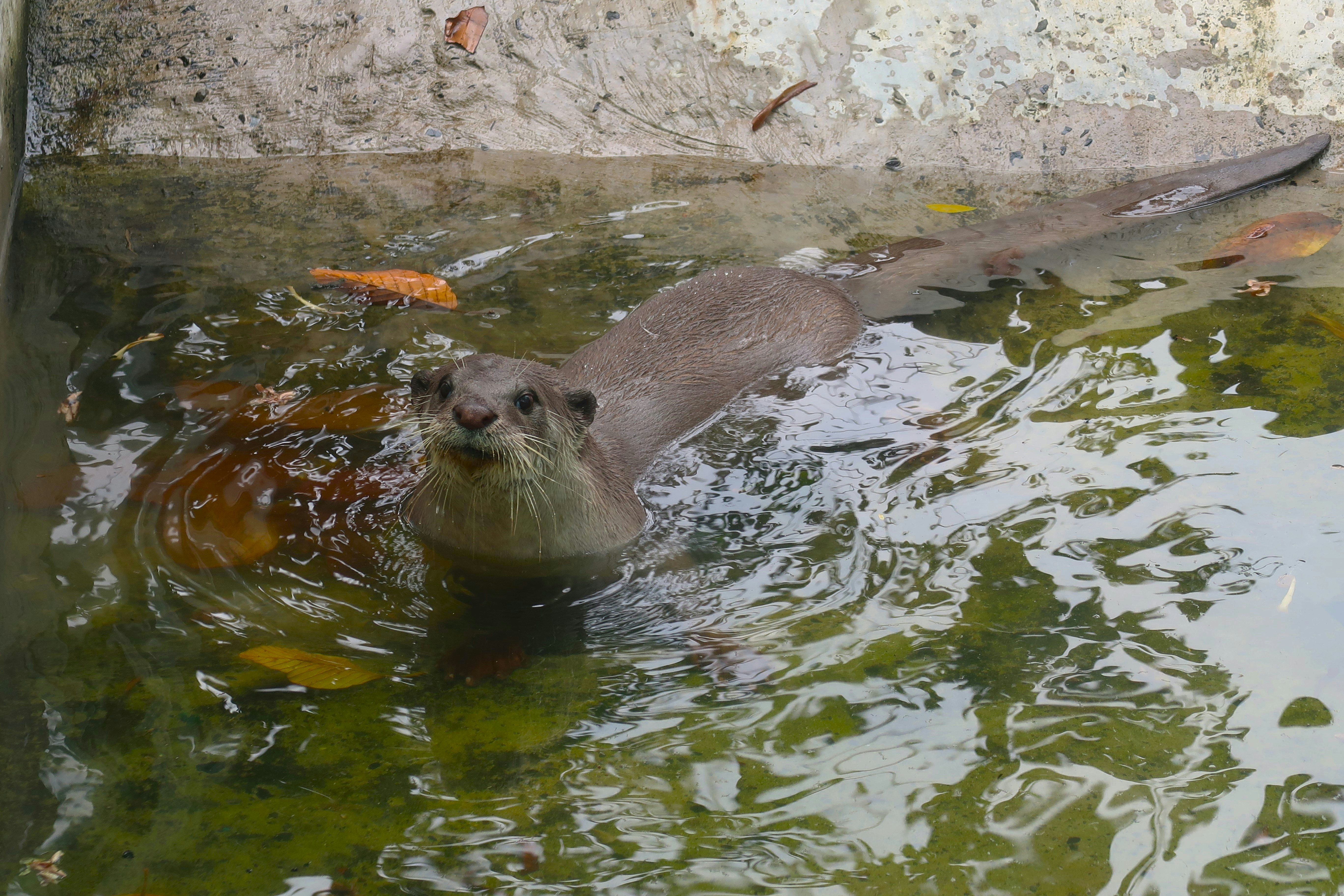 An otter swimming in a pool of water photo – Free Animal Image on Unsplash
