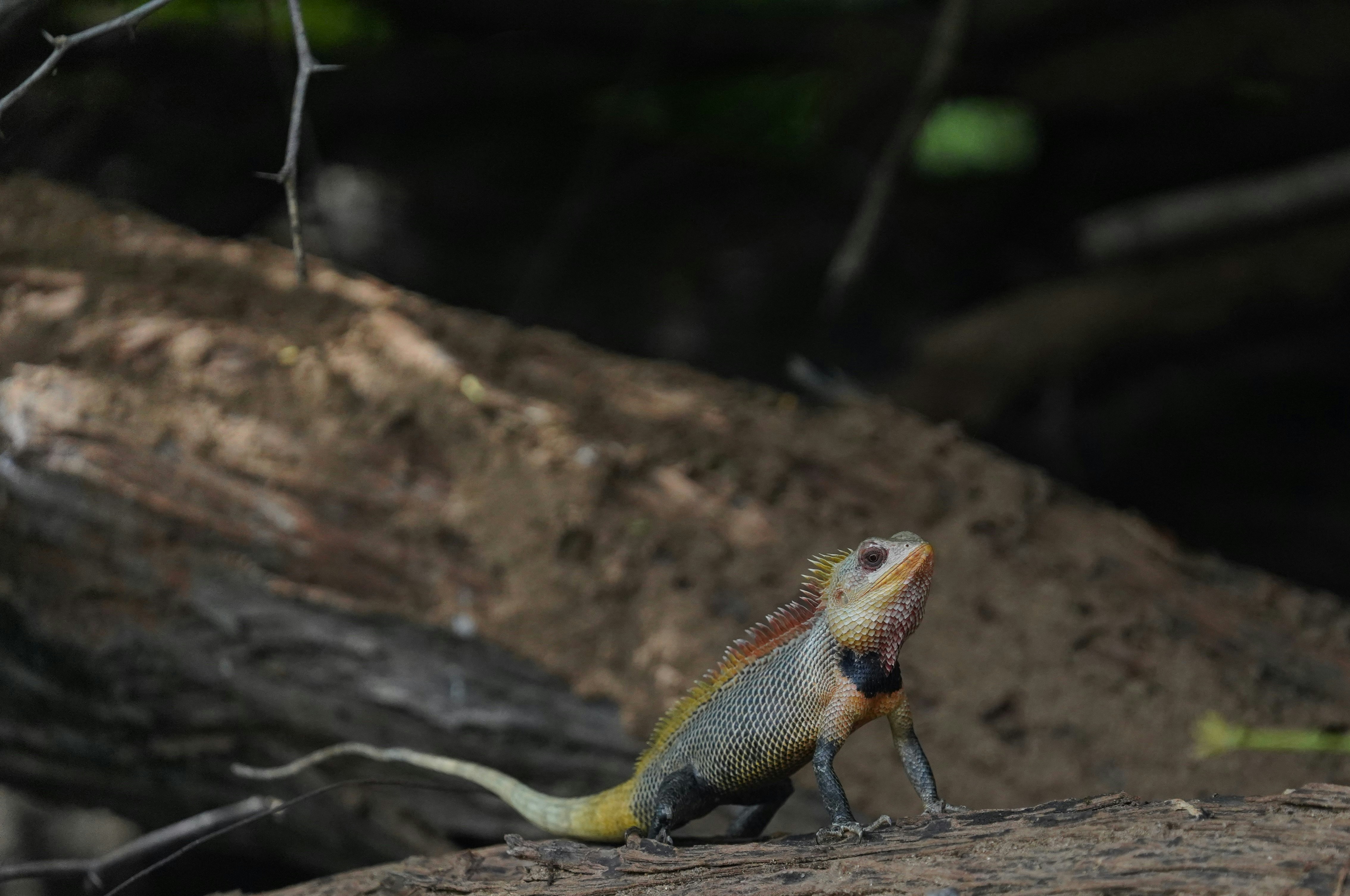 Stripe-Scaled Lizard in Dappled Forest Light on a Weathered Log