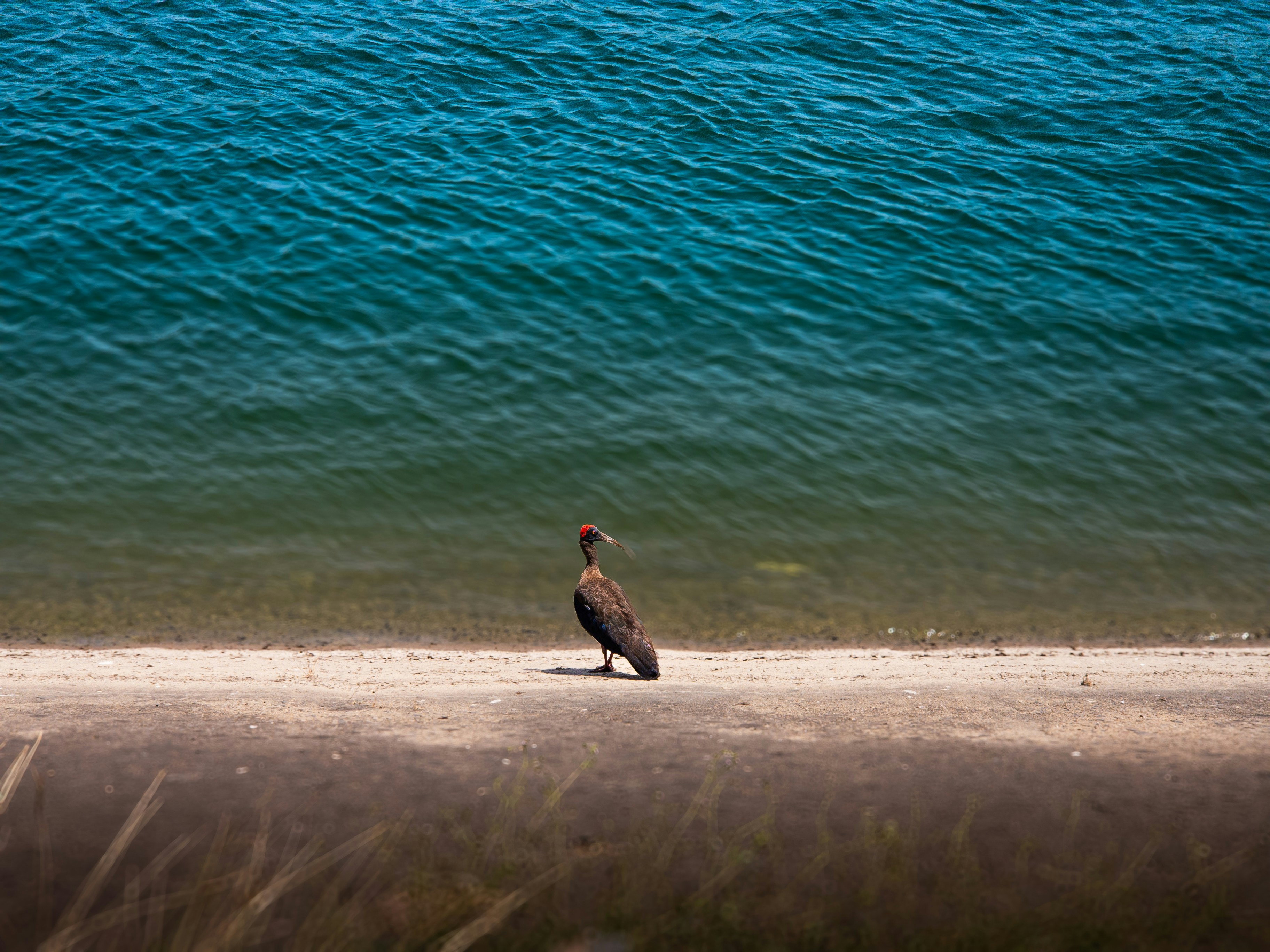 Solitary Shorebird at the Edge of a Turquoise Gradient Sea