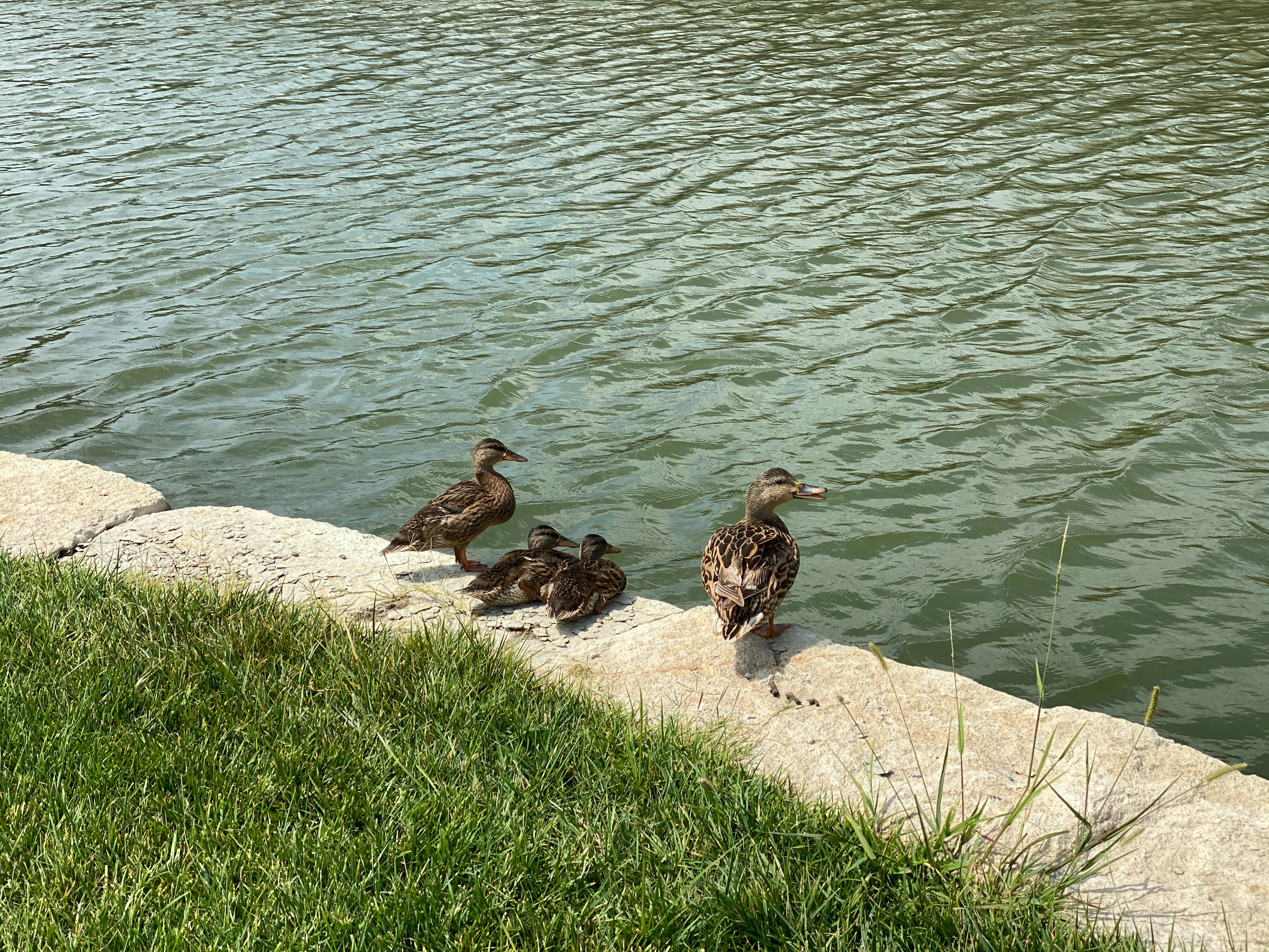 Ducks at the Concrete Shore: Quiet Riverside Moment