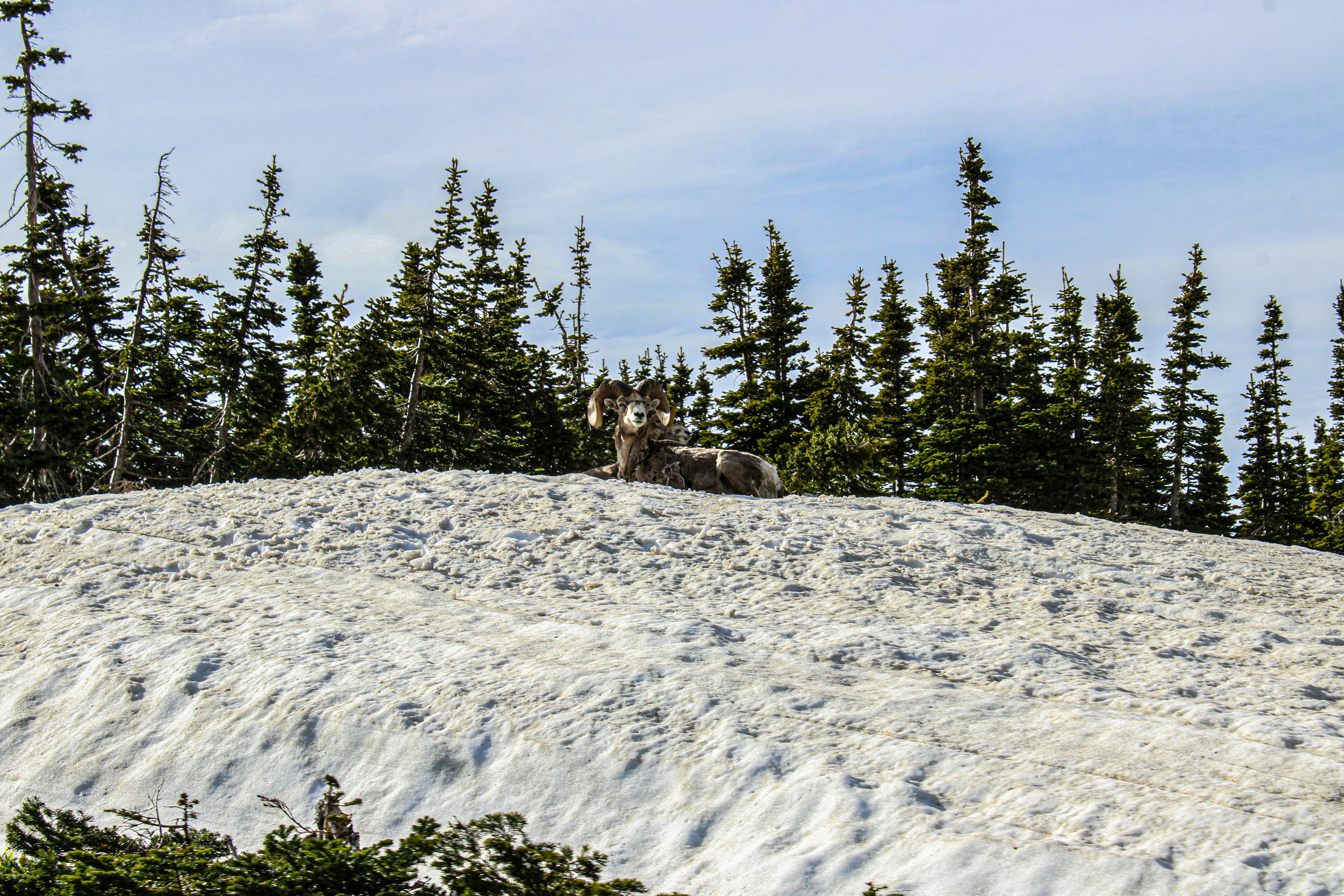 Lone wolf on a snow-dusted ridge beneath pine silhouettes