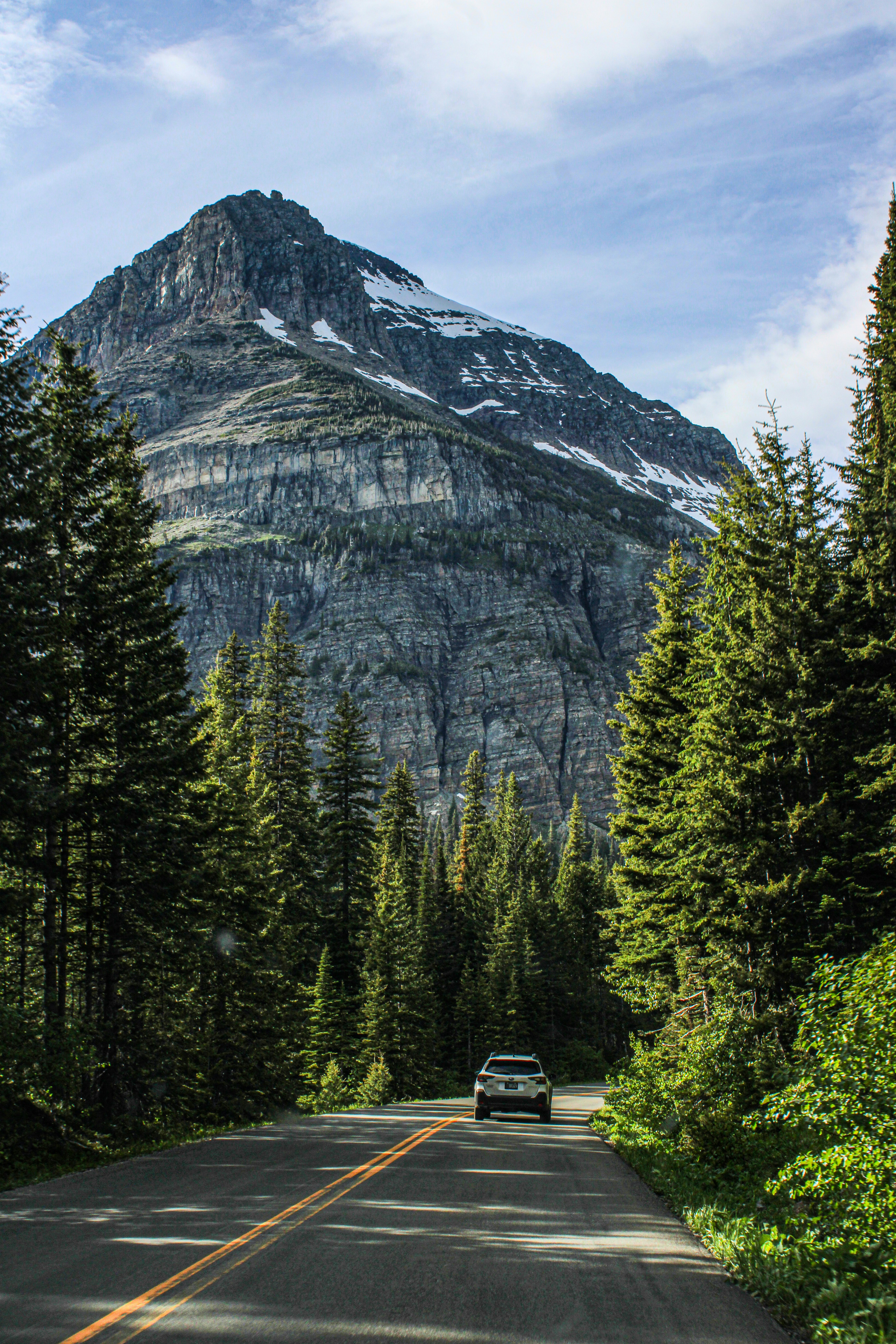 Road to the Mountain Summit: A Car Traveled Path Through a Conifer Alley