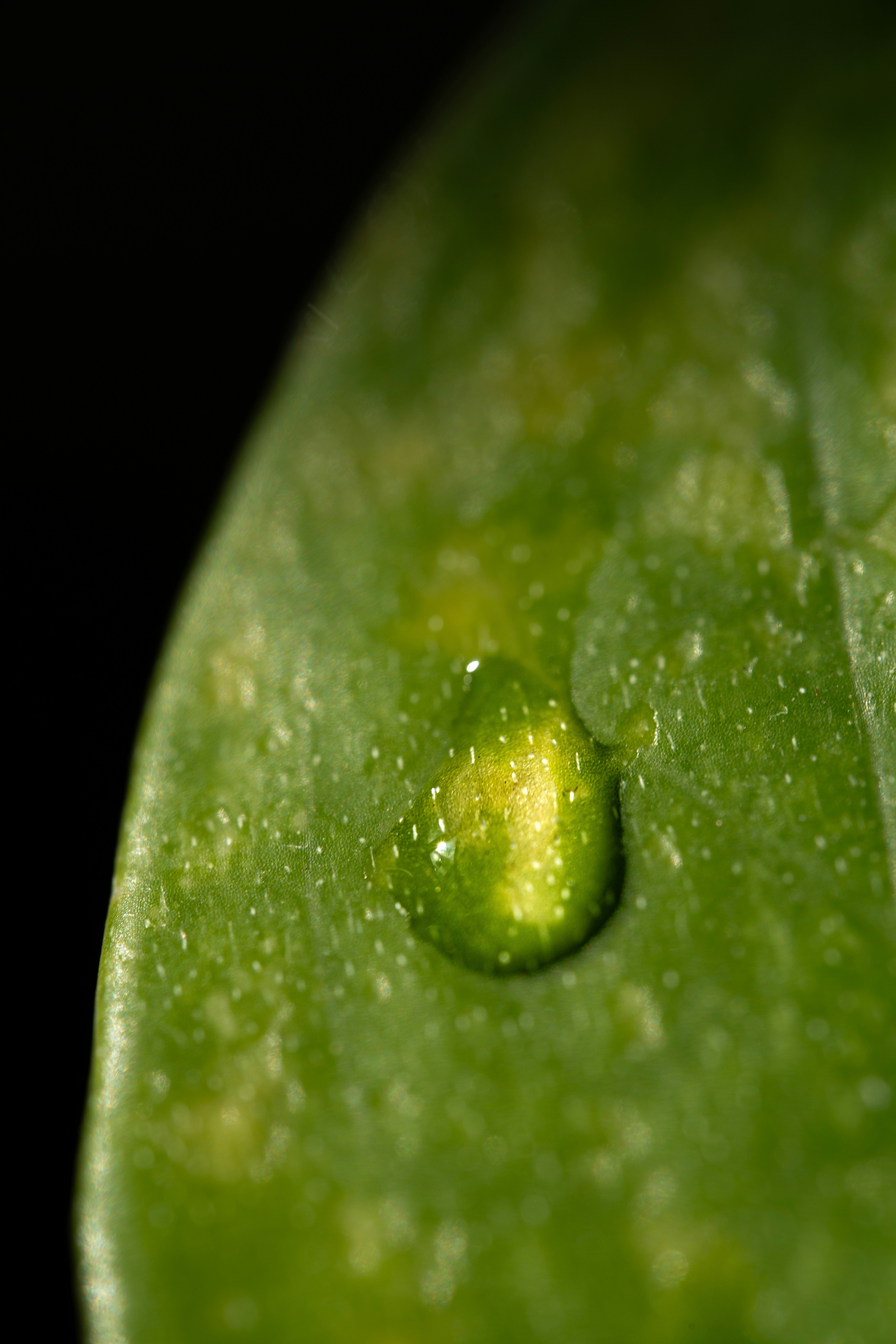 A delicate drop of water clings to the surface of a leaf, capturing a moment of purity and life in the intricate world of nature