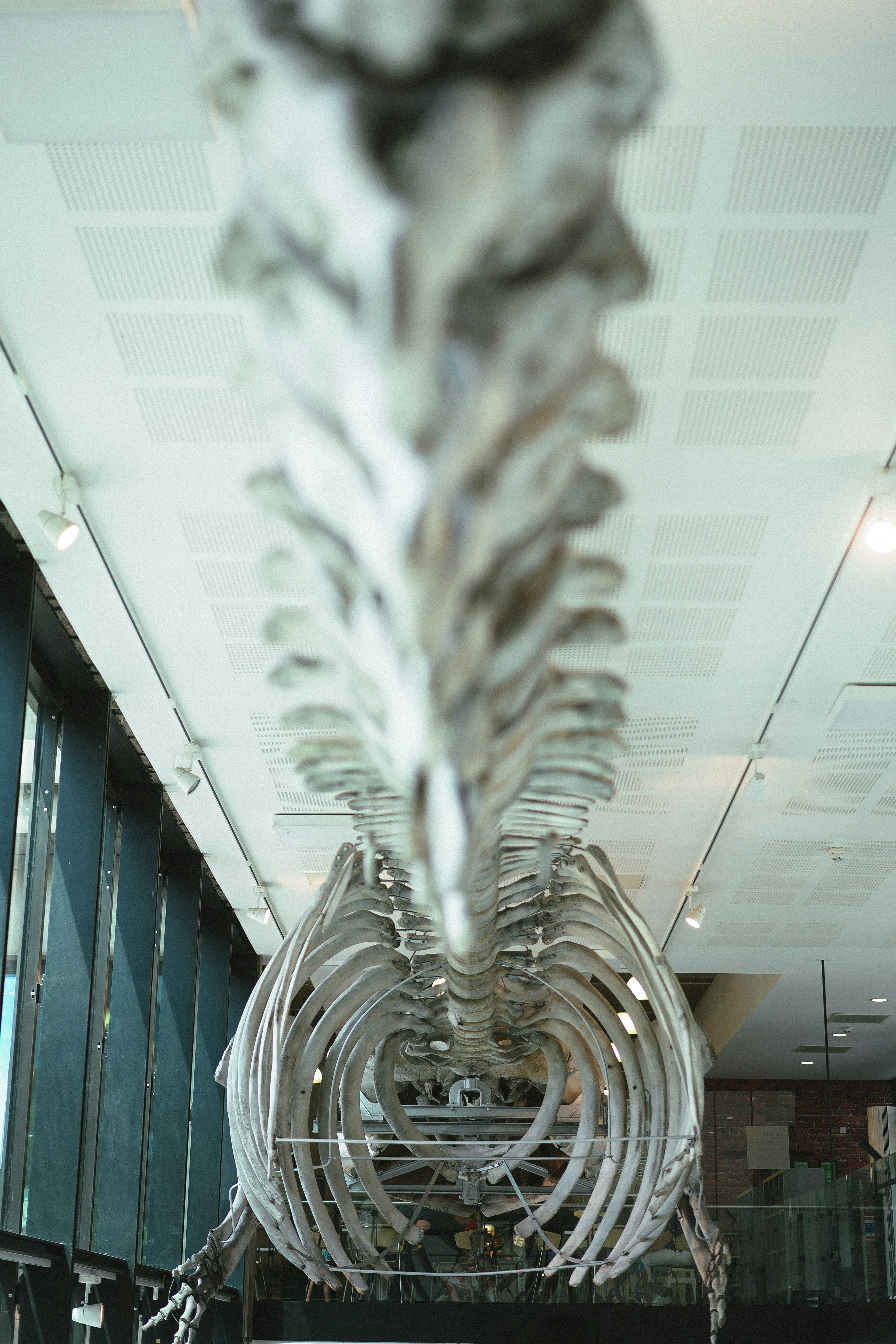 A large metal object hanging from the ceiling photo – Free Skeleton ...