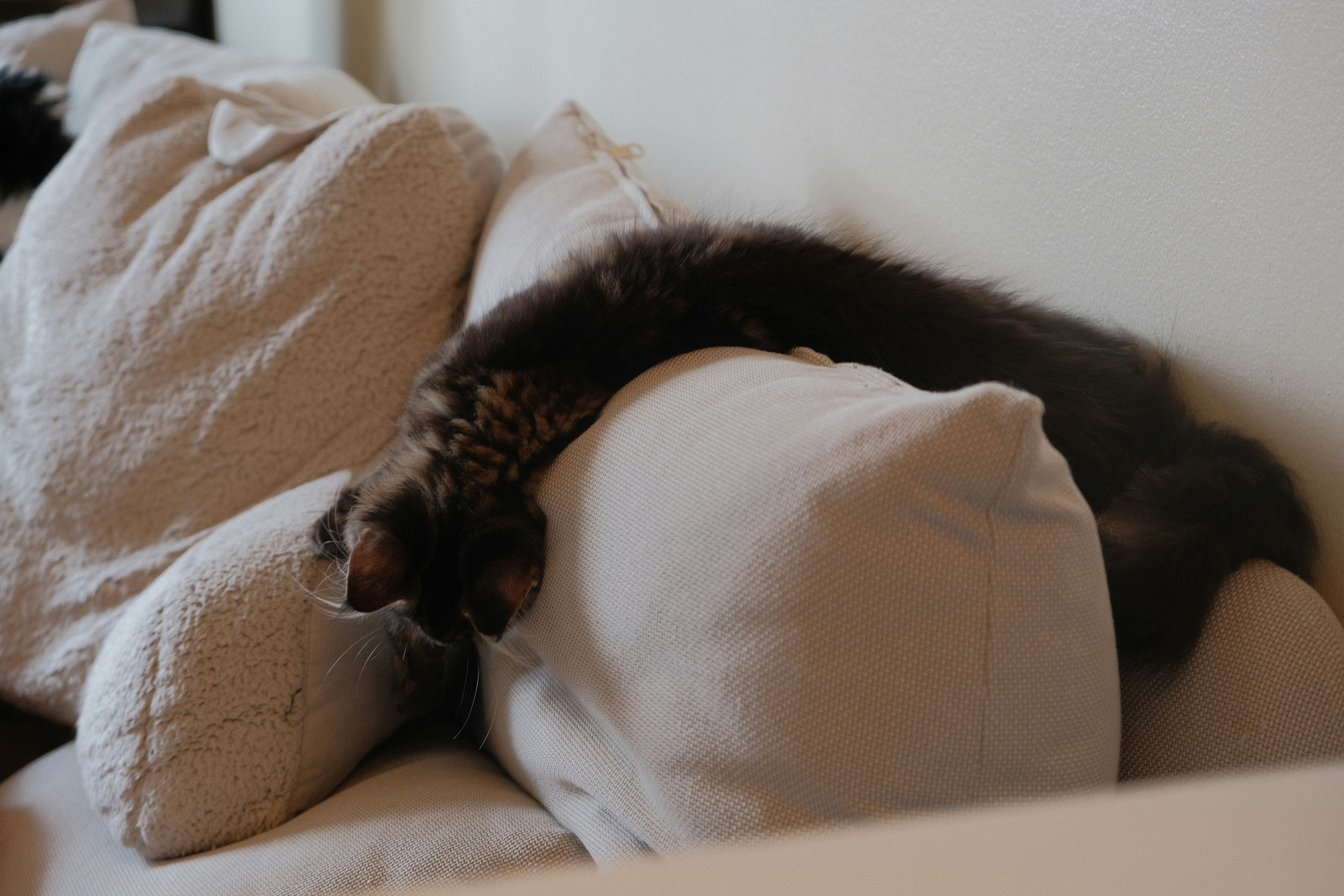 Cushionbound Reverie: A Cat's Quiet Nap Among Plush Pillows
