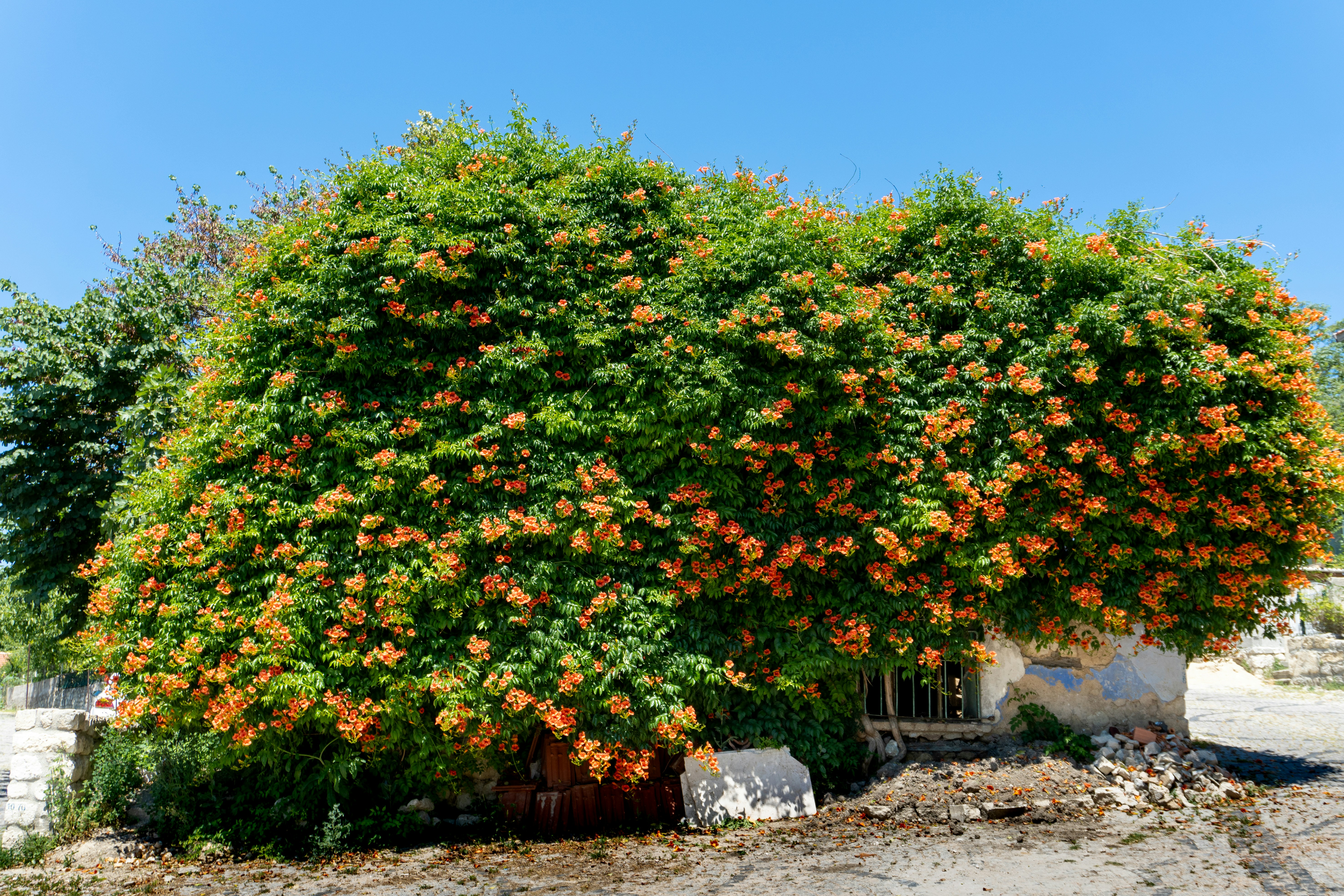 Un arbre à fleurs oranger sur un parking photo – Image gratuite de ...