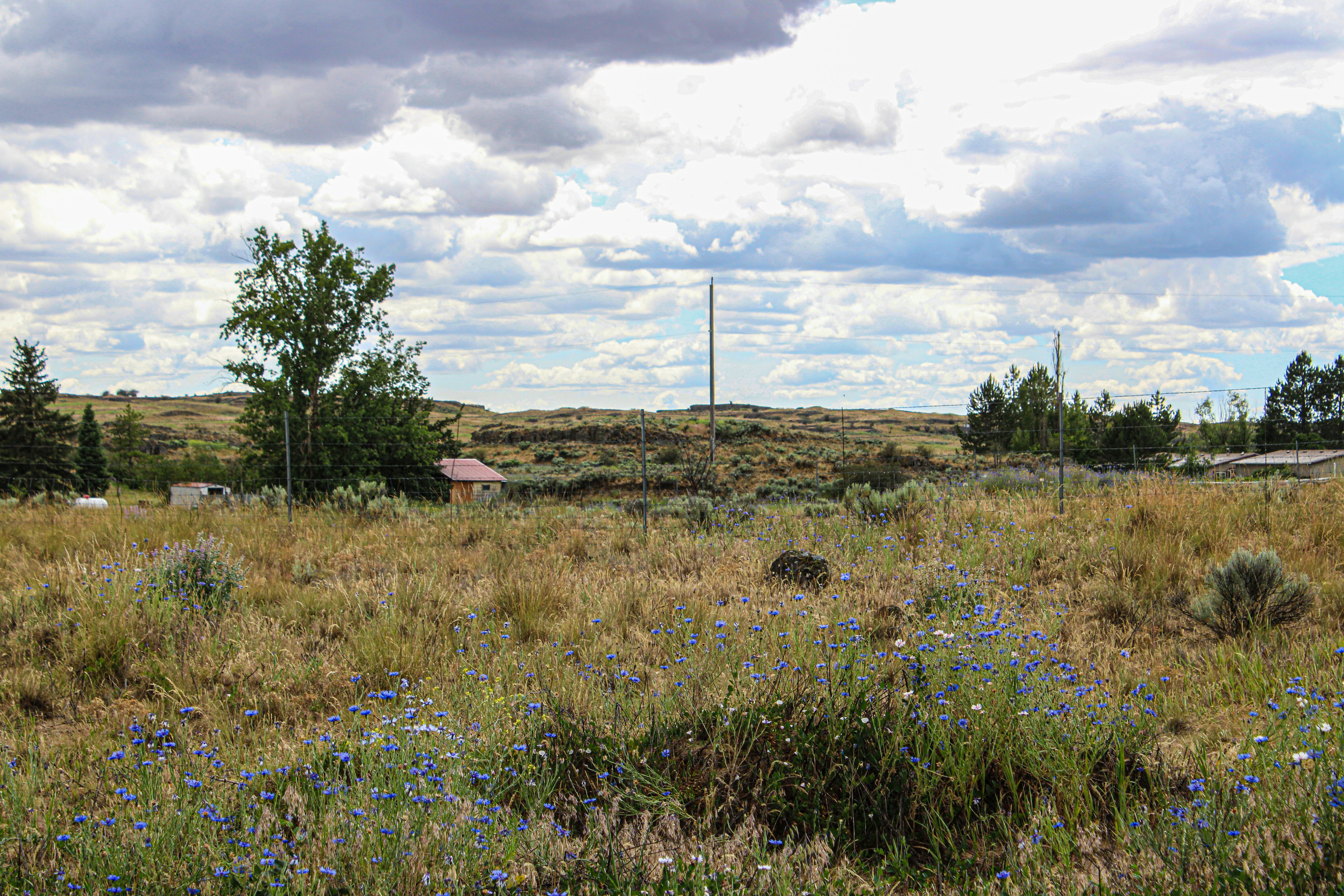 Pole in the Prairie: A Wildflower Meadow Beneath a Cloud-Curled Sky