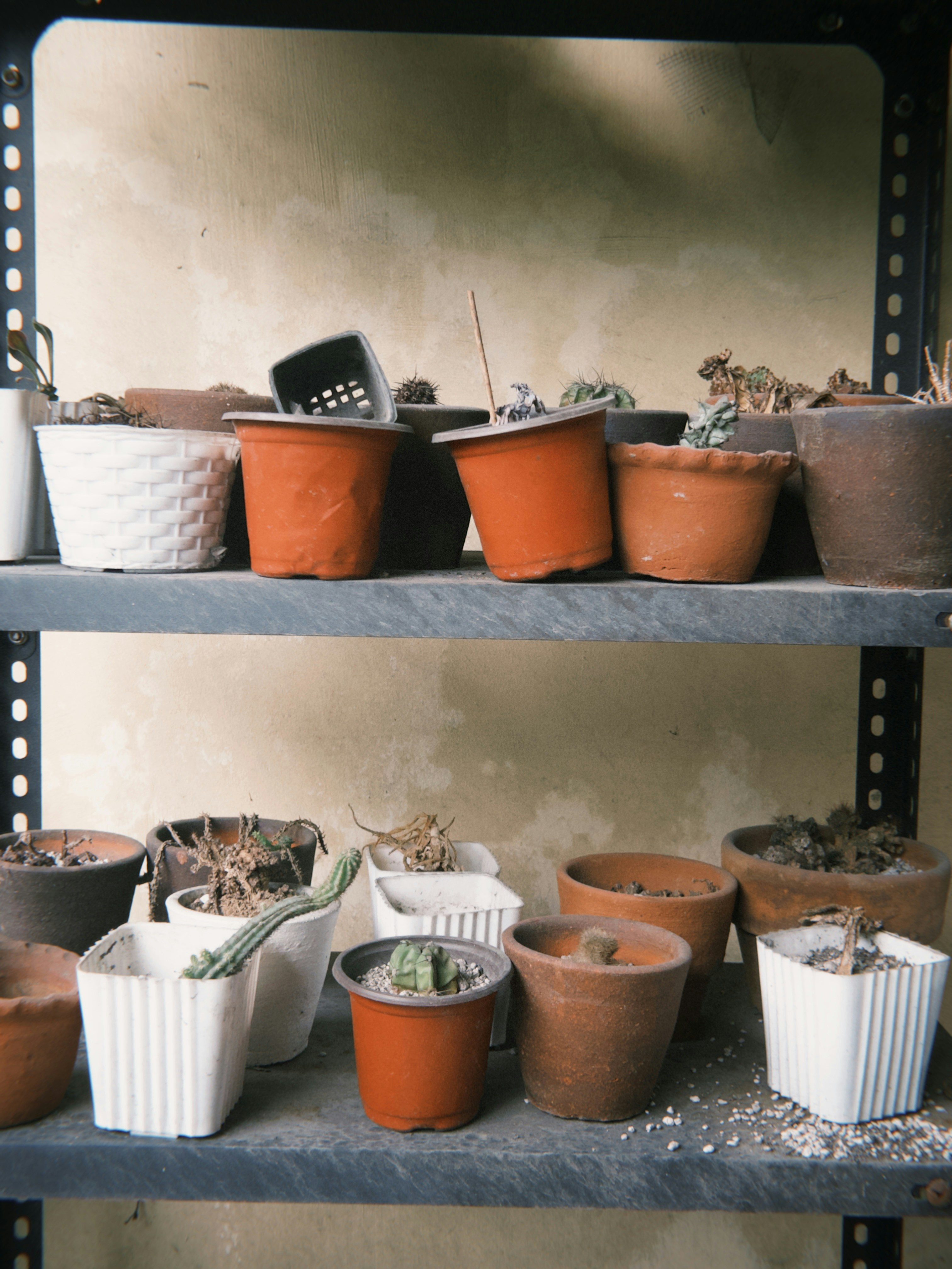 Two-Tier Plant Shelf: Clay Pots and Tiny Cacti on a Weathered Metal Rack