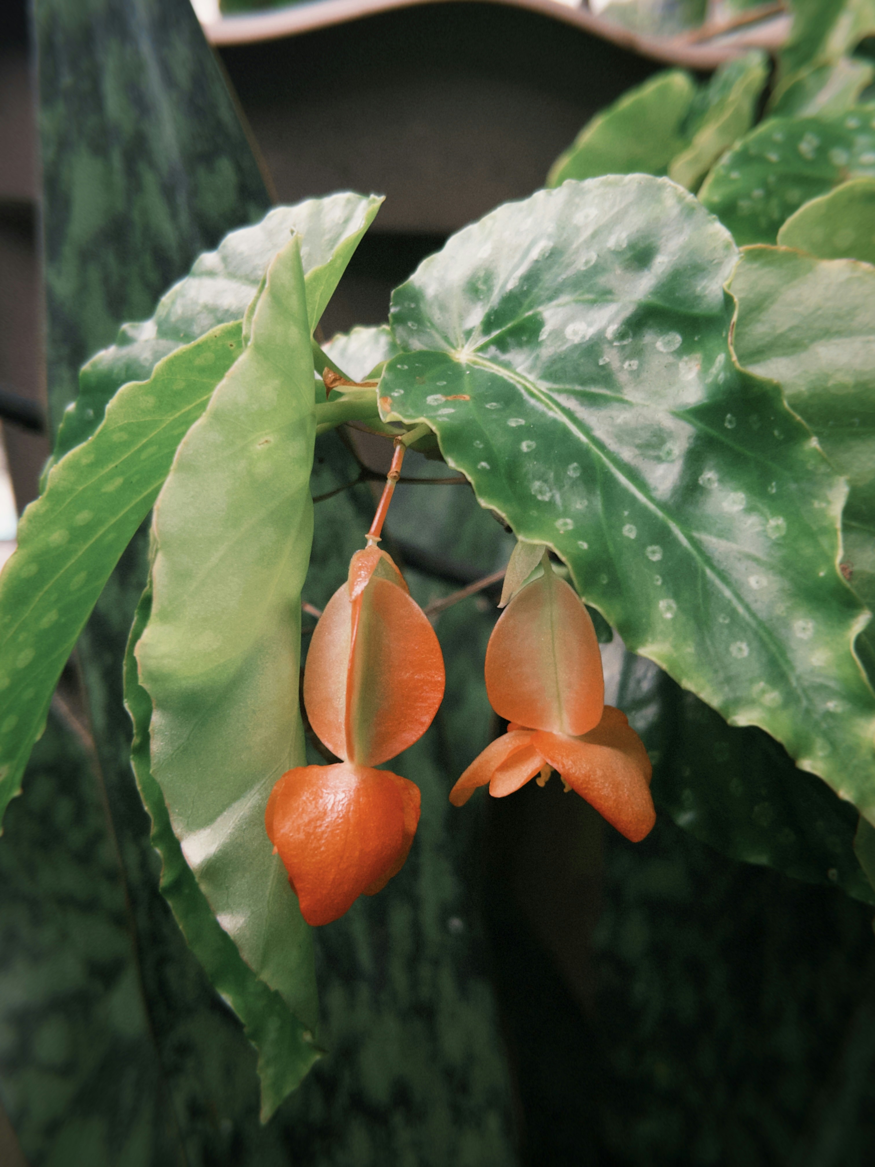 Orange Teardrop Blooms Nestled in a Glossy Leafscape