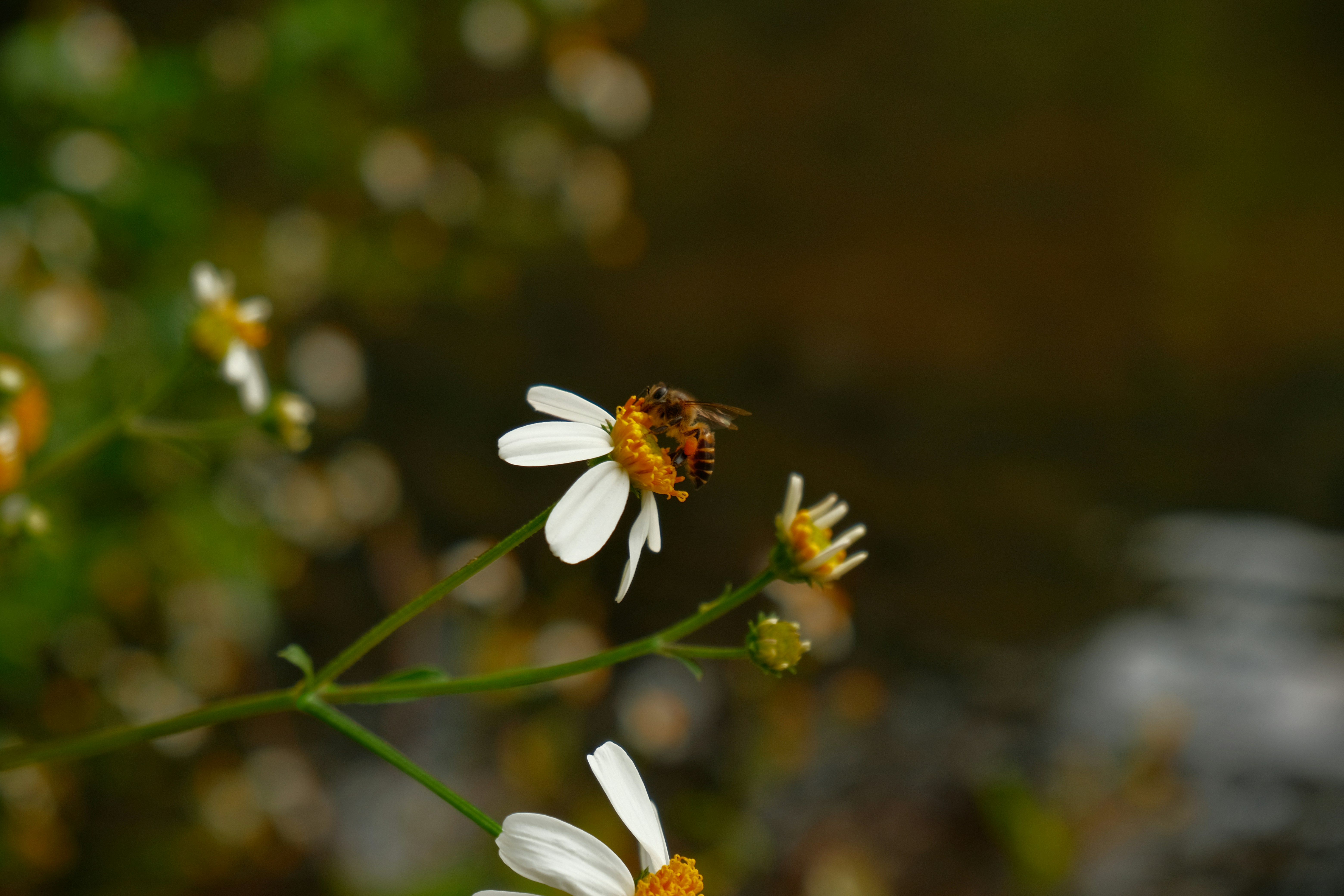 A bee sitting on a flower next to a river photo – Free Flower Image on ...