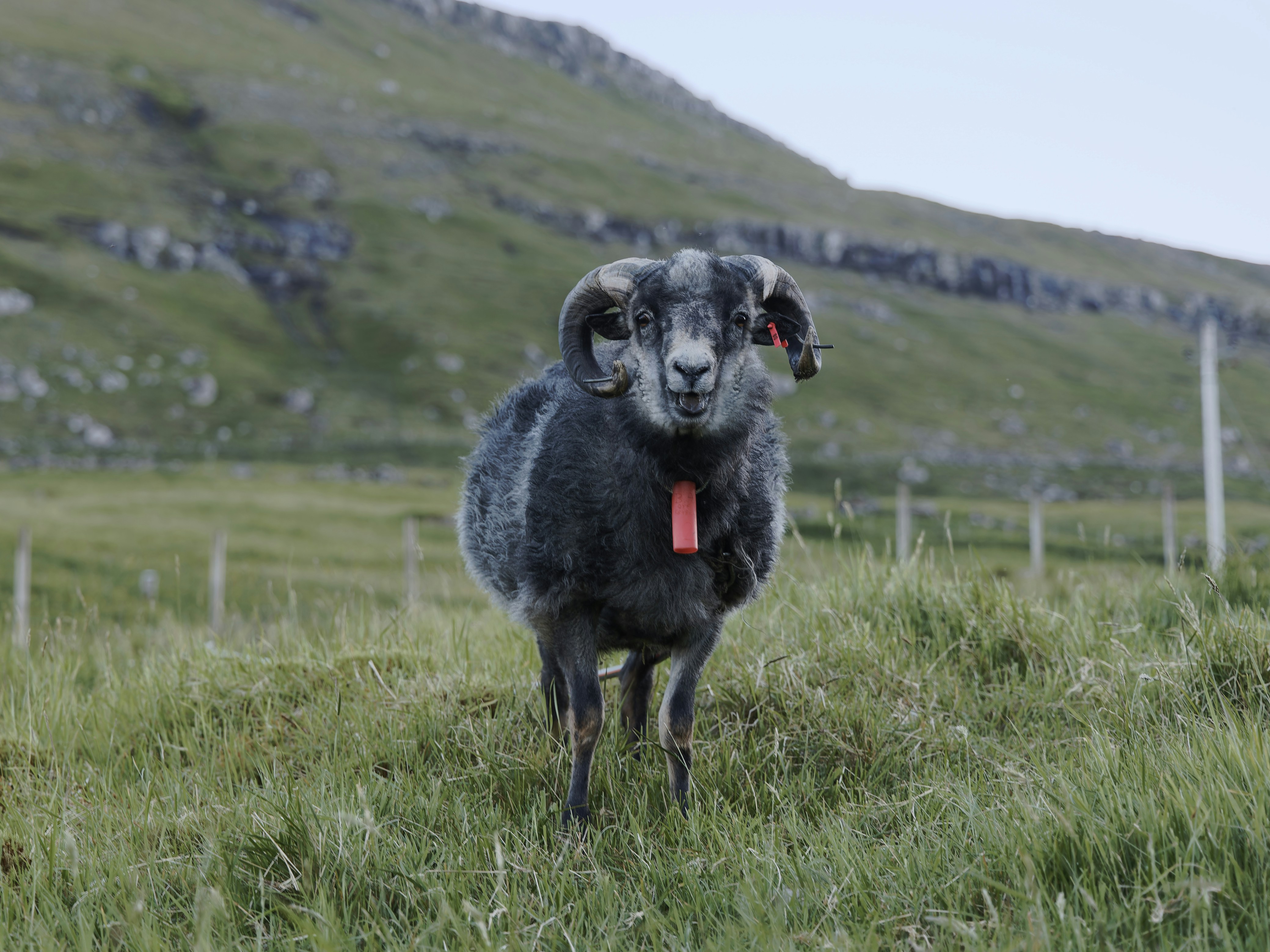 A sheep with a red tag standing in a field photo – Free Faroe islands ...