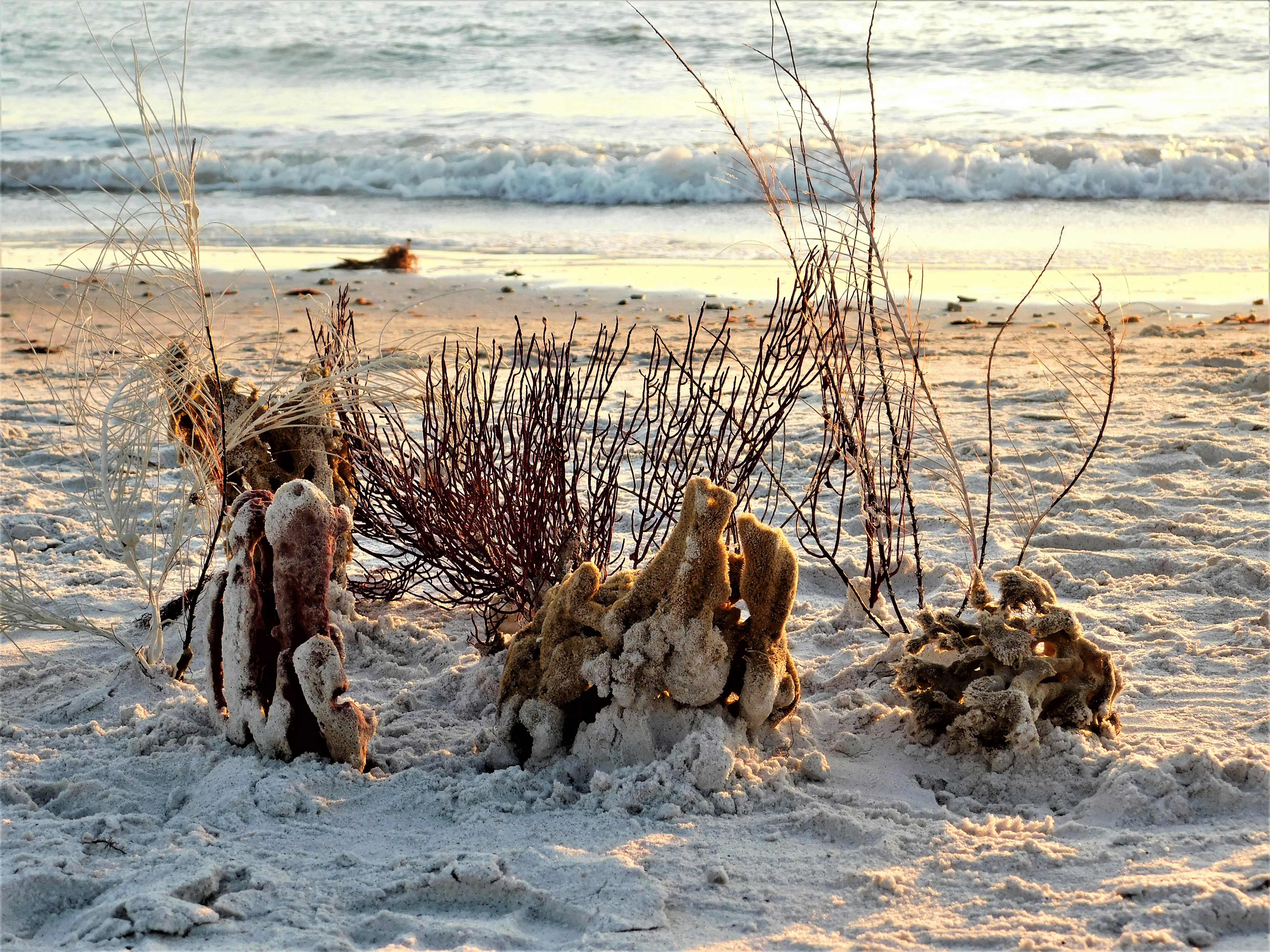Salt-crusted dune sculptures by the shoreline