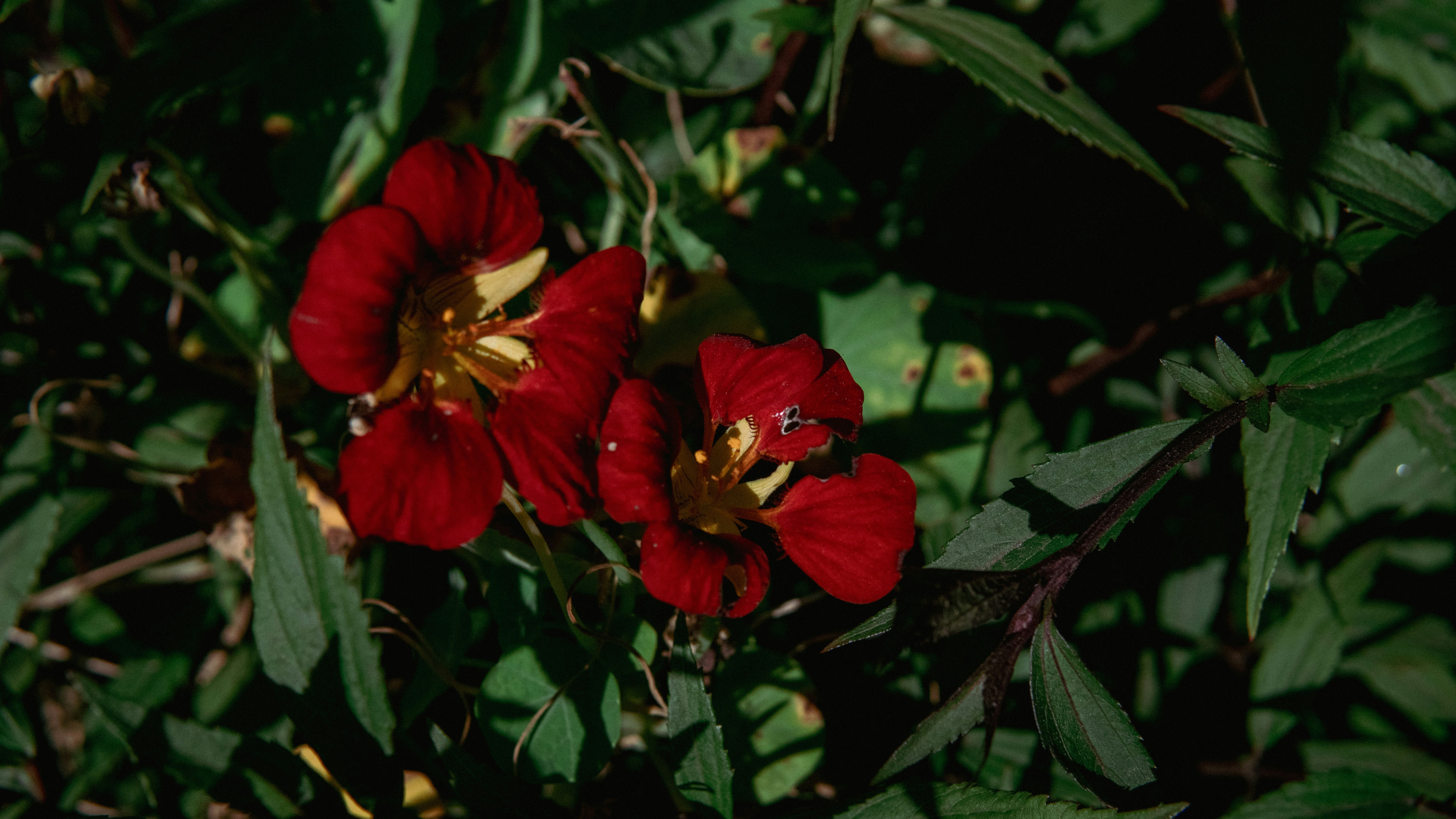 Crimson Petals Quietly Nestled Among Dense Foliage