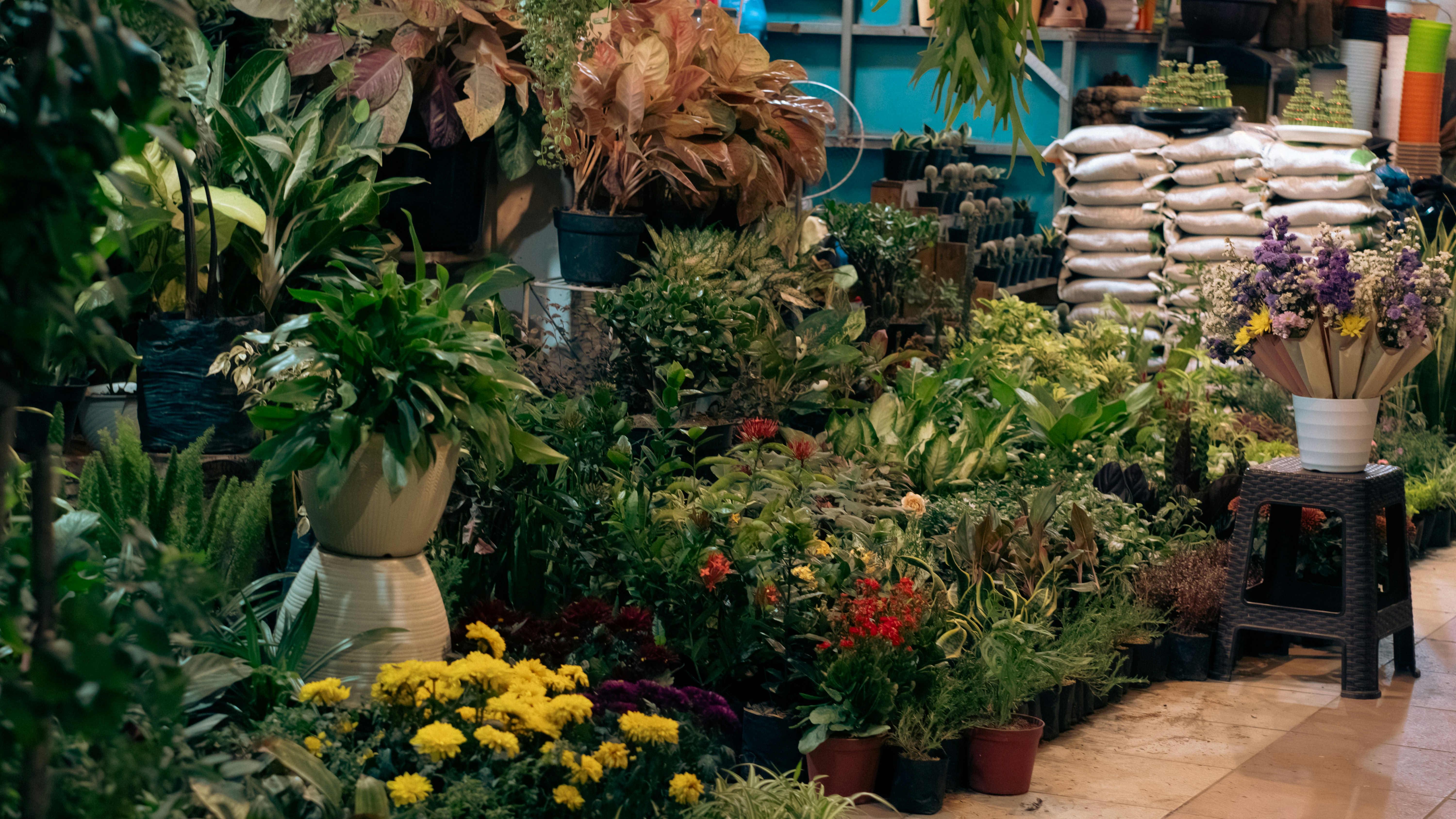 Une pièce remplie de nombreux types de plantes différentes photo ...