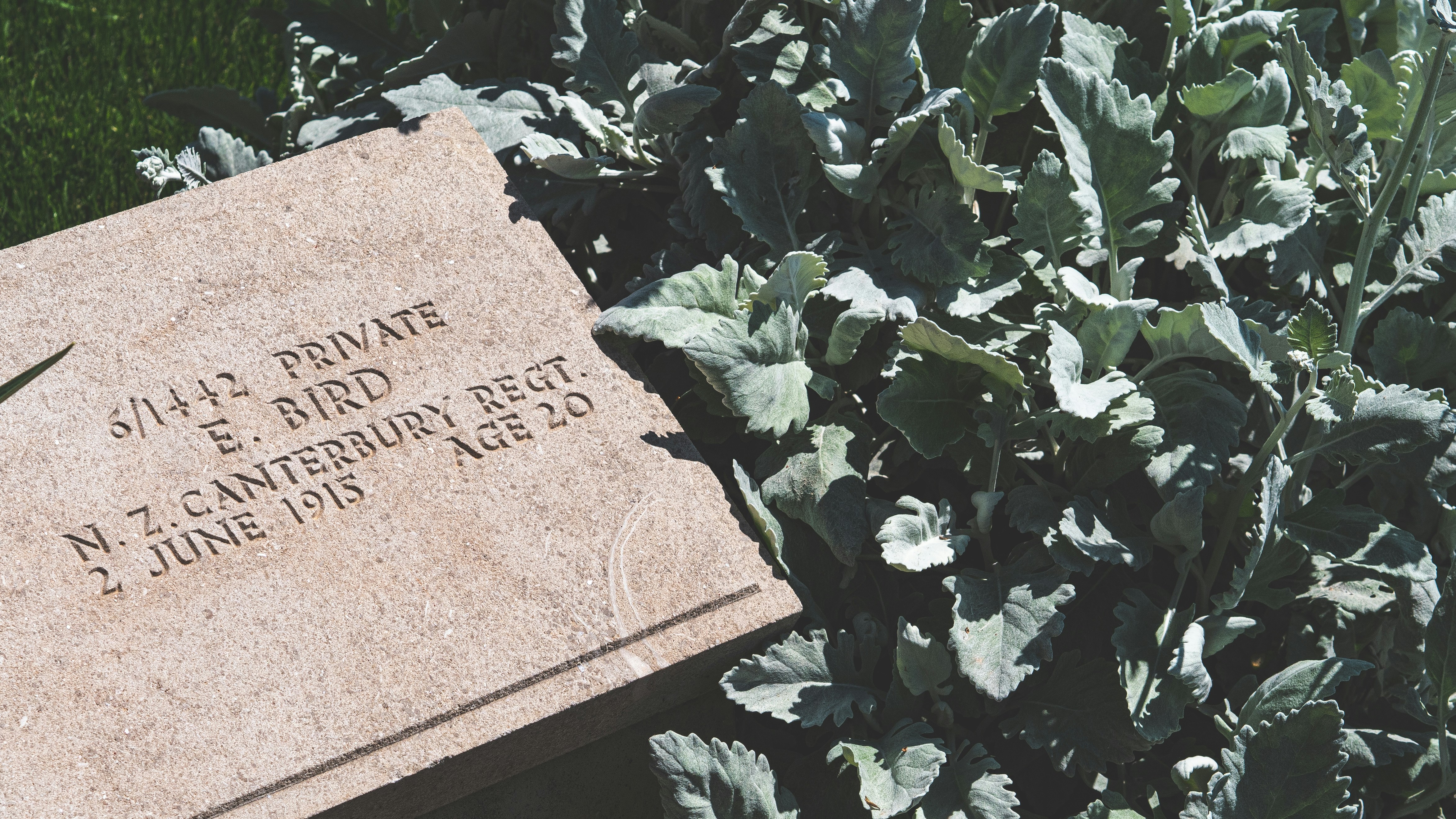 Whispered 1915 Inscription Amid Quiet Garden Foliage