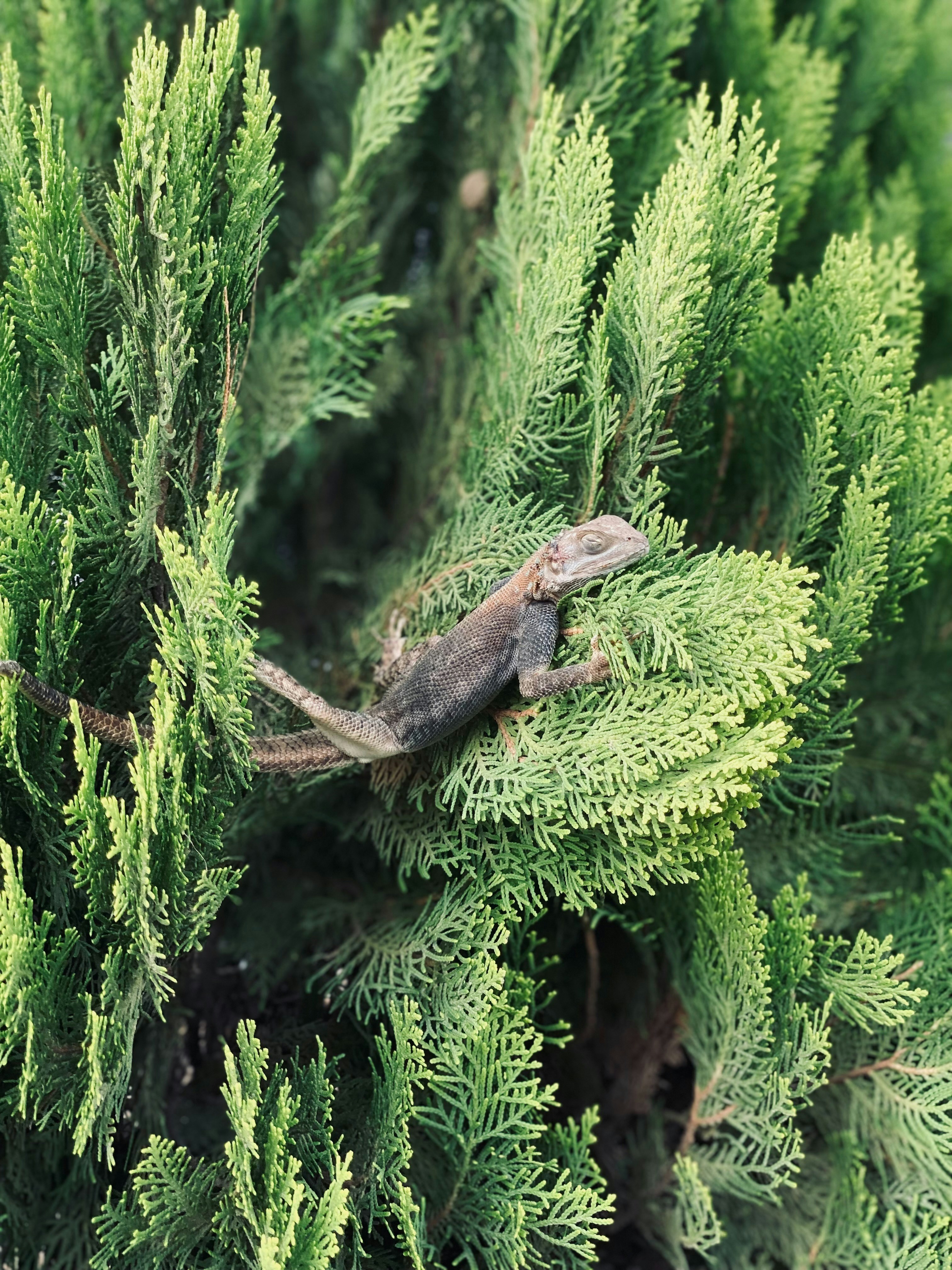 Lizard at Rest Among Evergreen Fronds