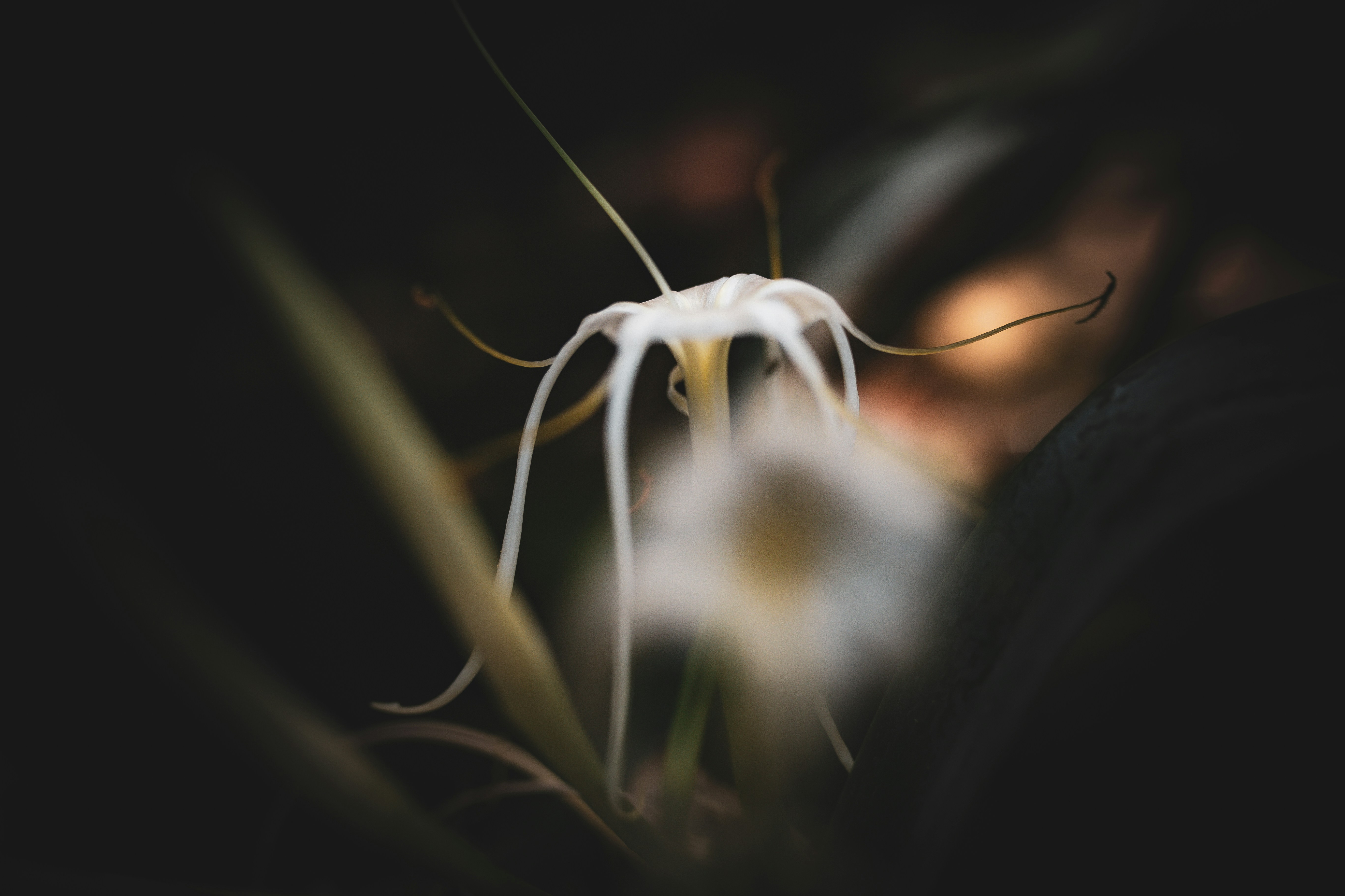 Faint Orchid in Velvet Darkness