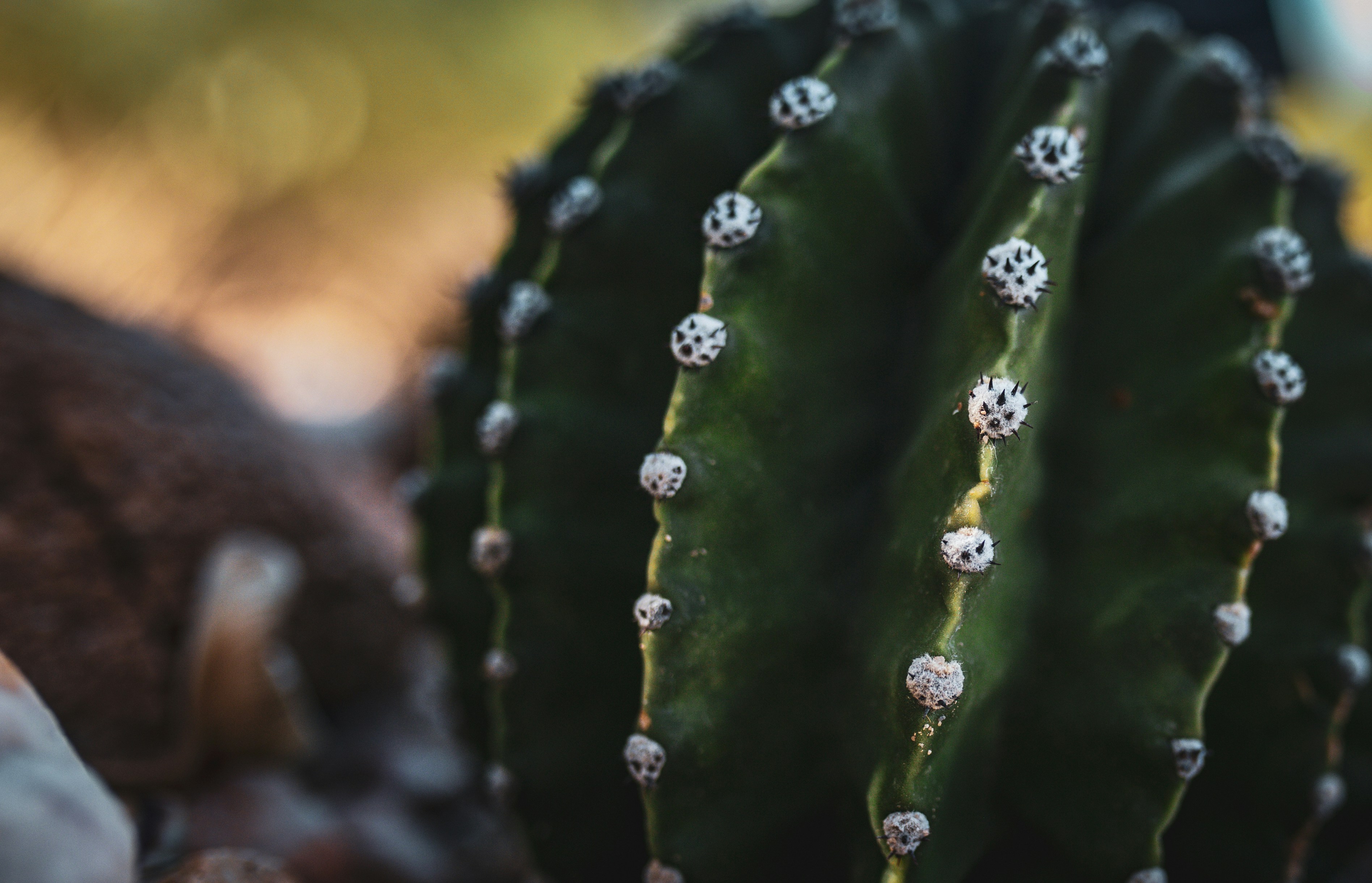 Beaded Areoles: Macro Portrait of a Desert Cactus