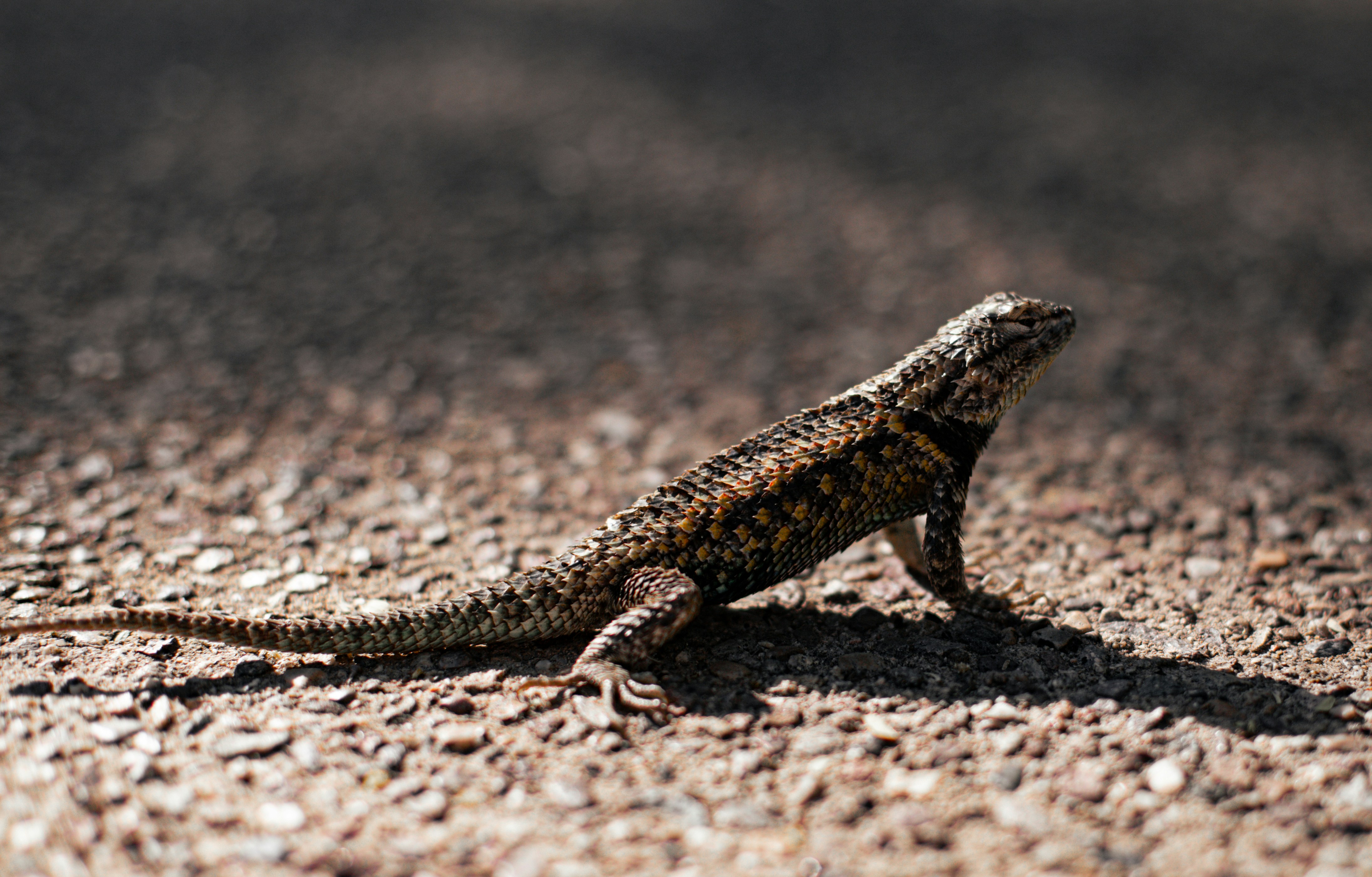A small lizard walking across a dirt road photo – Free Lizard Image on ...