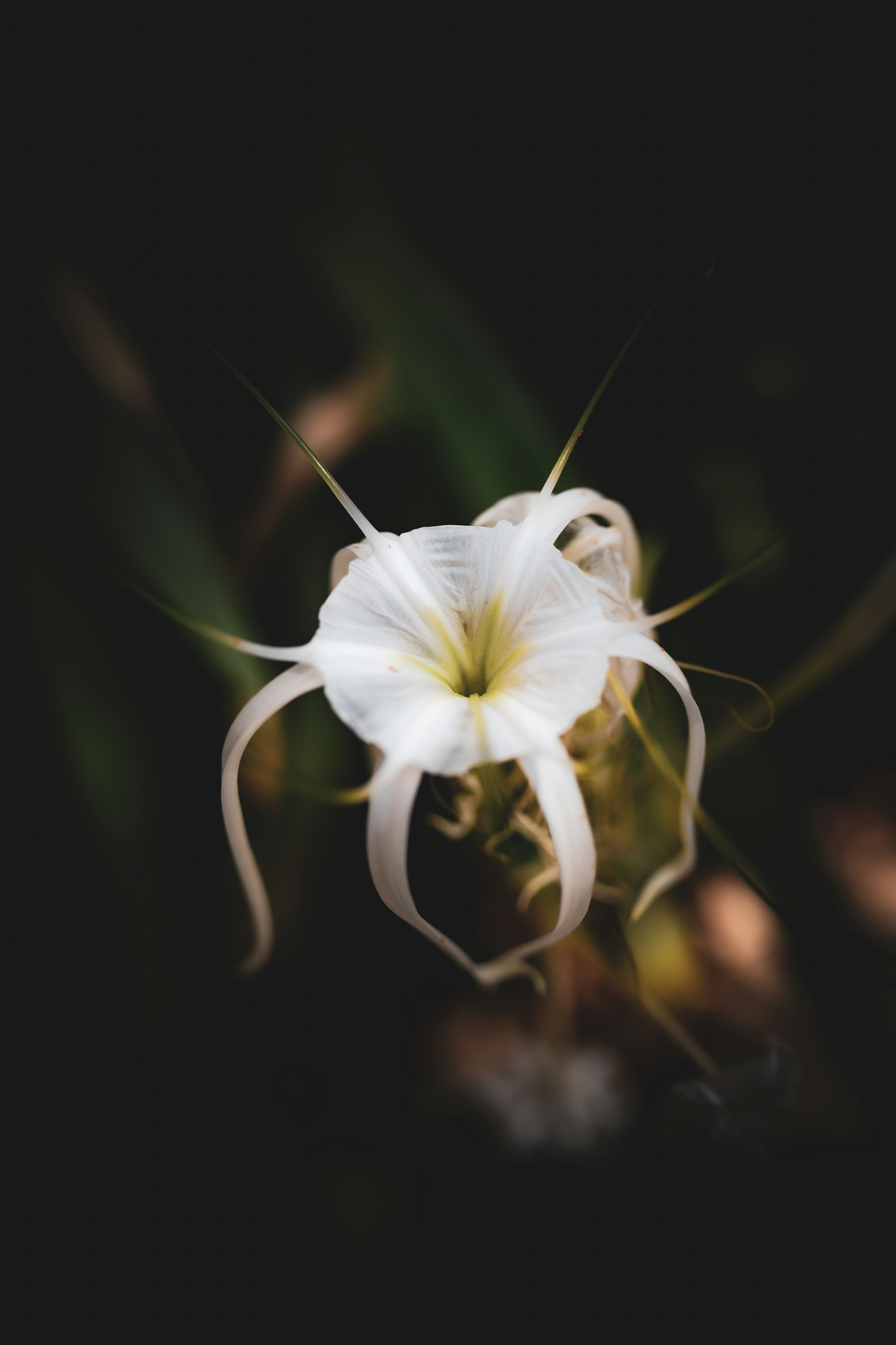 White Nipple flower: delicate spider-rose against velvet darkness