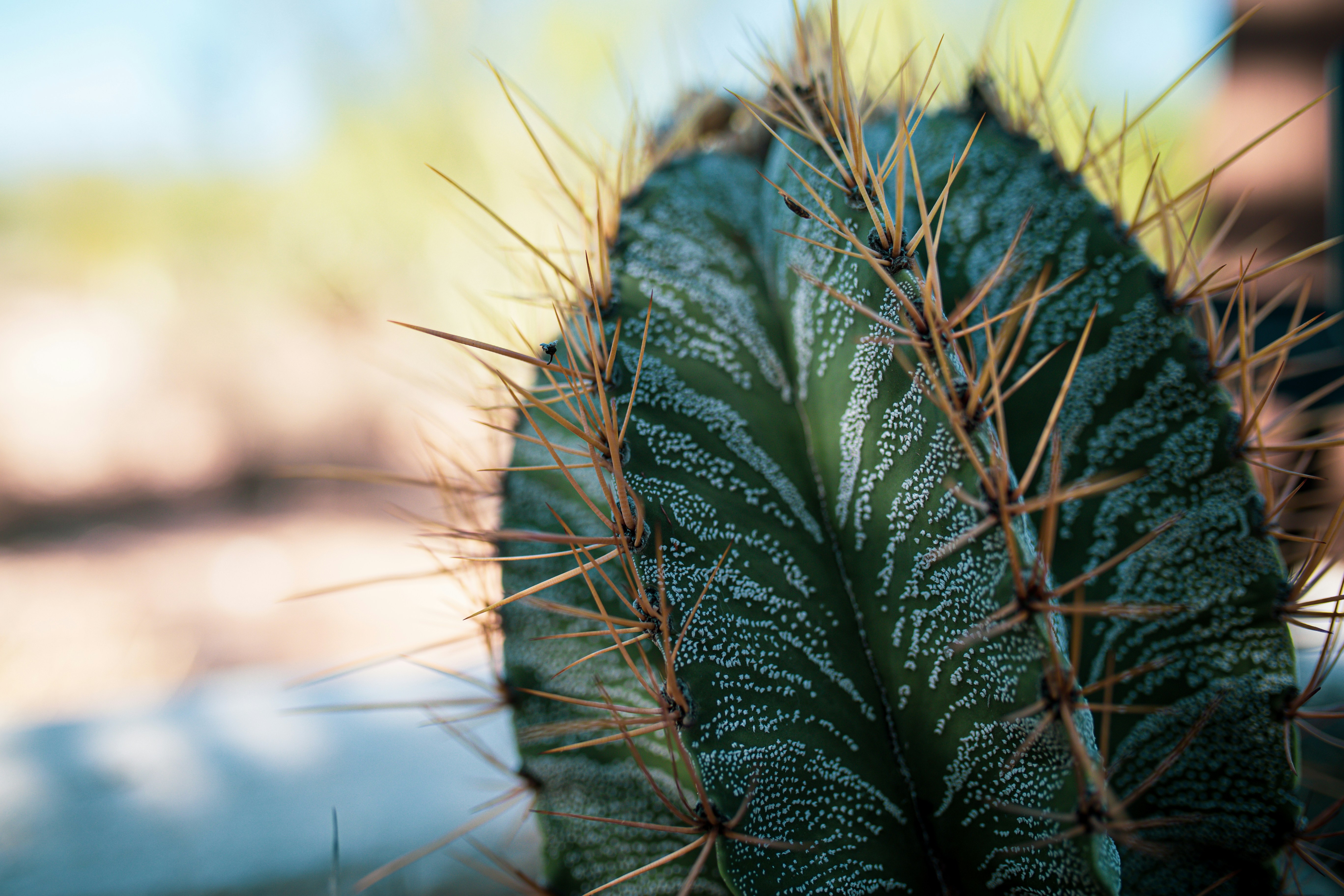 Macro Portrait: Velvet Green Ribs and Sunlit Spines on a Barrel Cactus