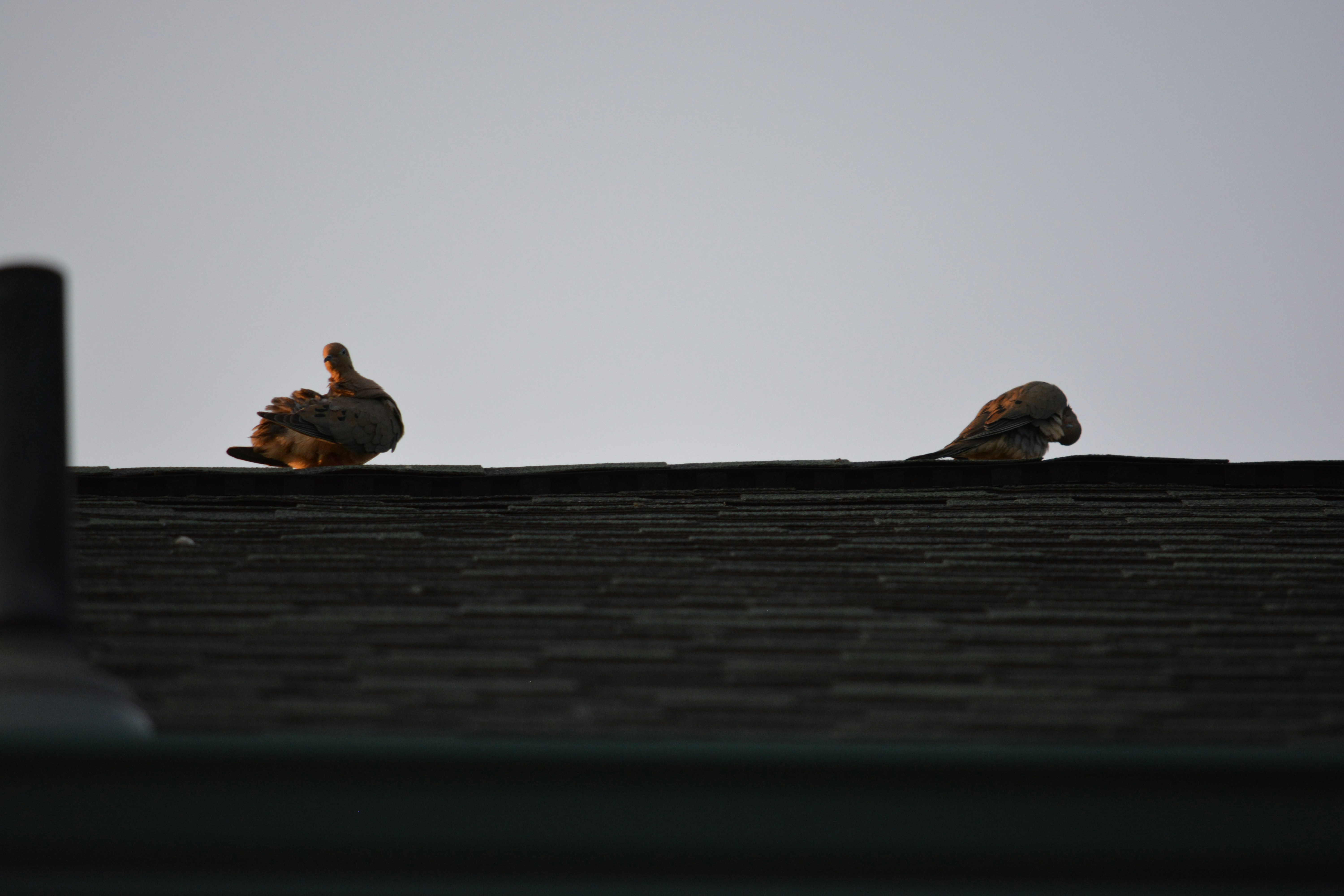 Ridgewatch: Two Pigeons on a Quiet Rooftop
