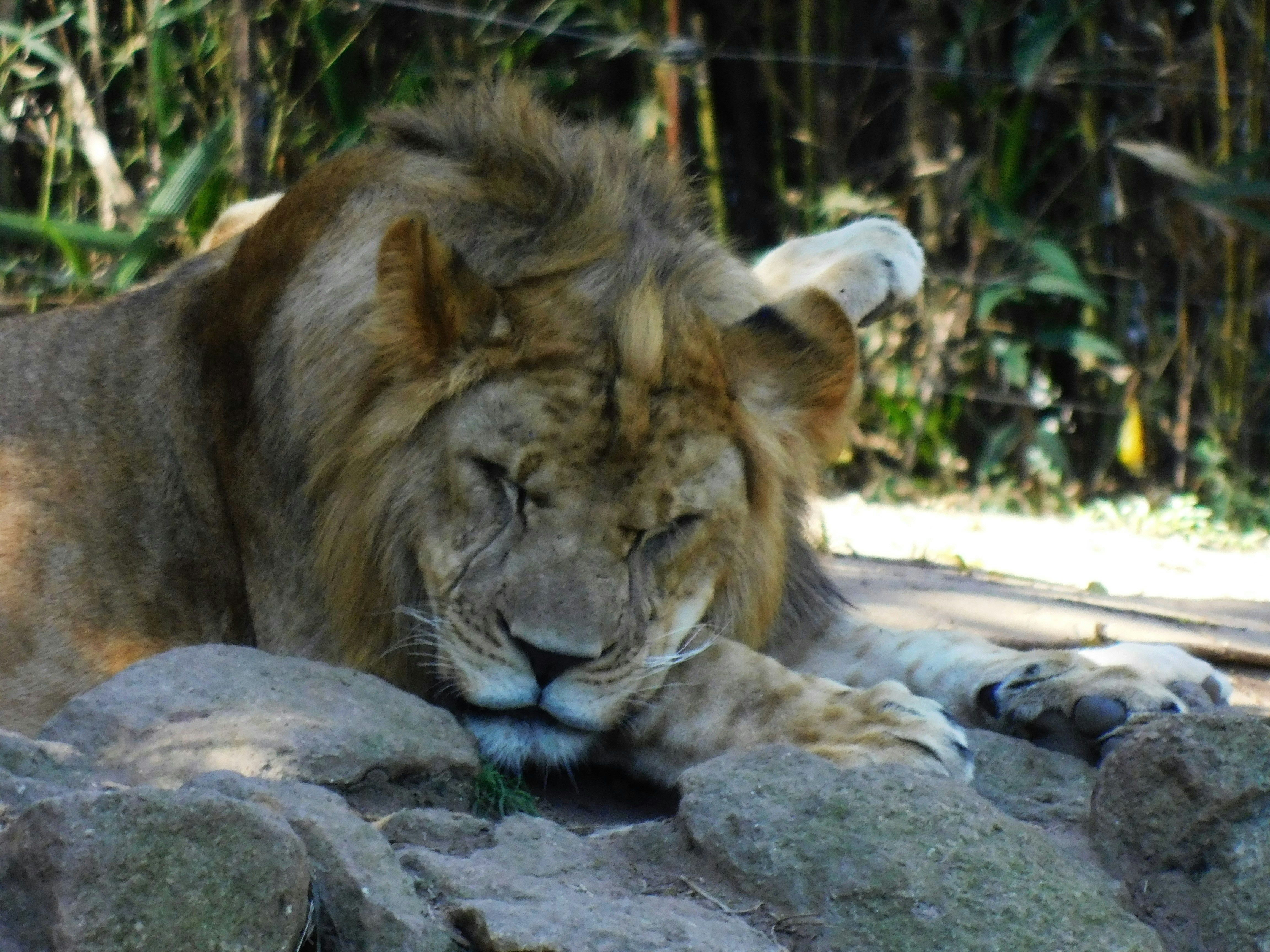 A large lion laying on top of a pile of rocks photo – Free Brasil Image ...