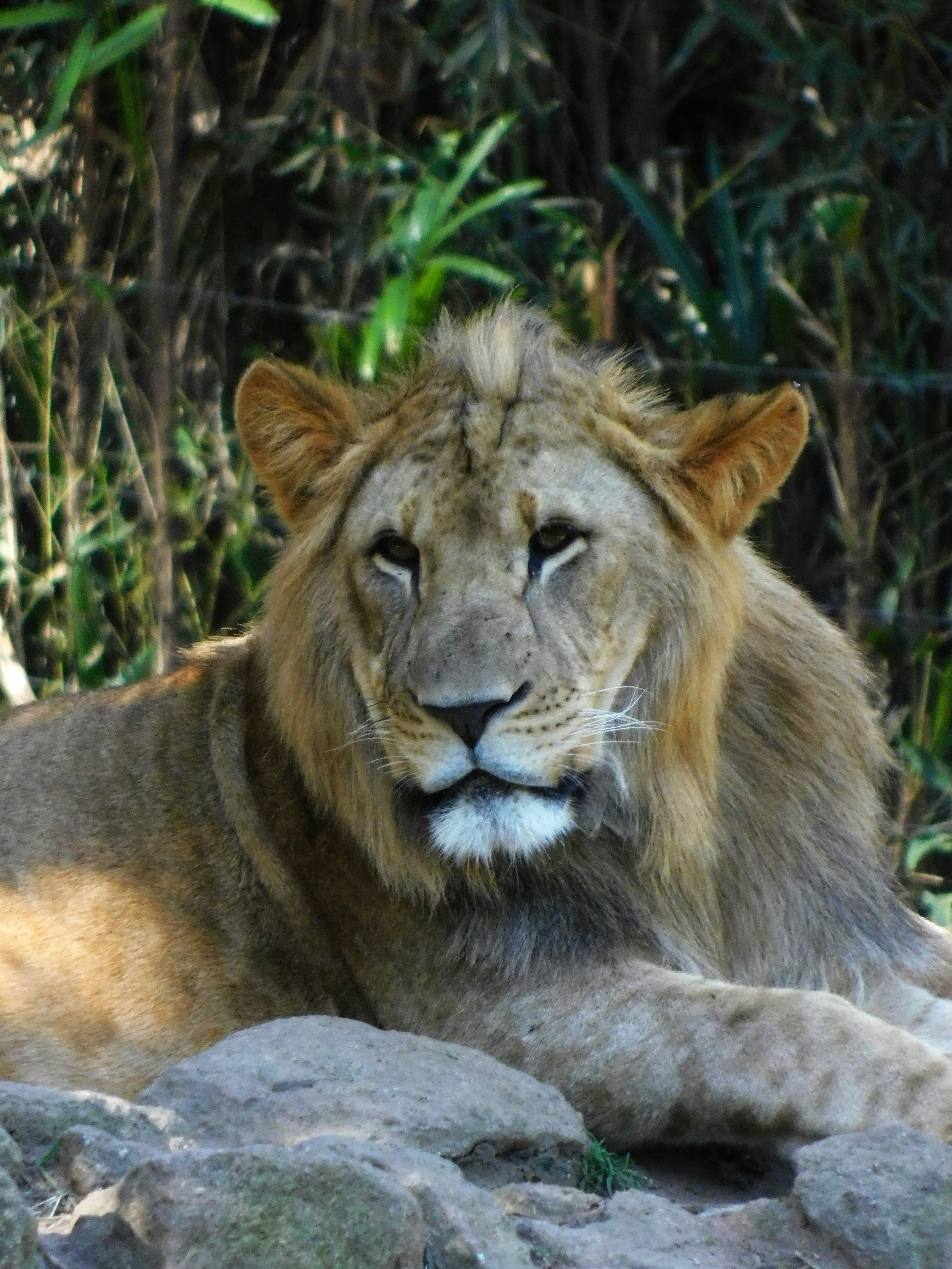 A large lion laying on top of a pile of rocks photo – Free São paulo ...